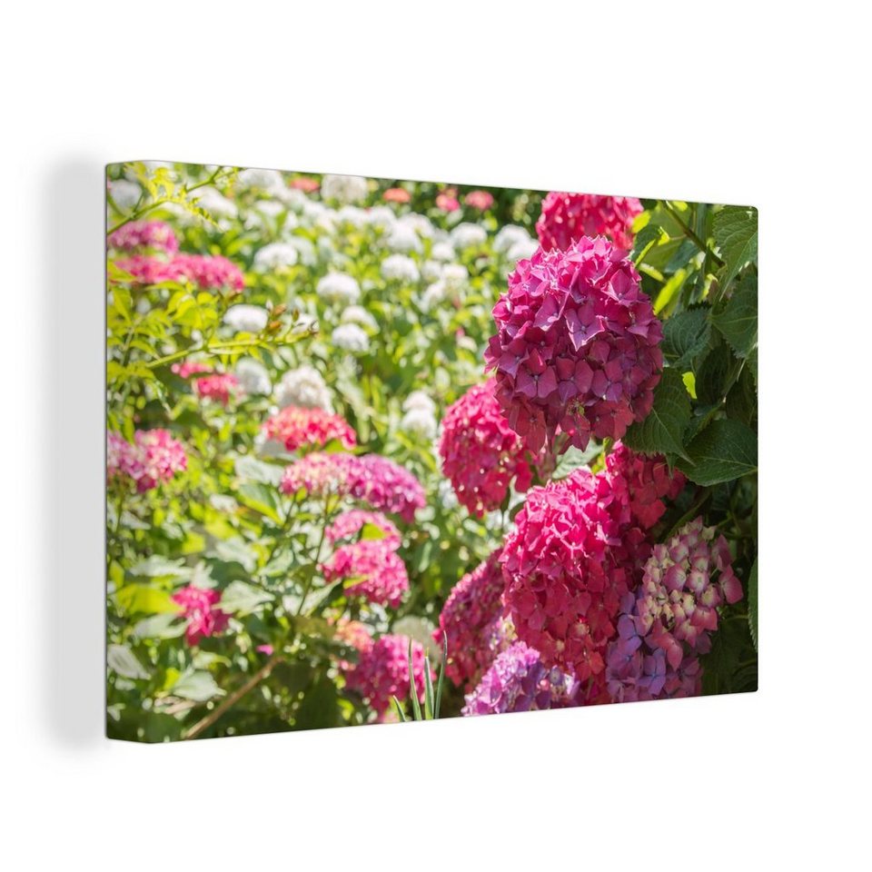 Onemillioncanvasses® Leinwandbild Ein Garten Voller Rosa Und Weißer