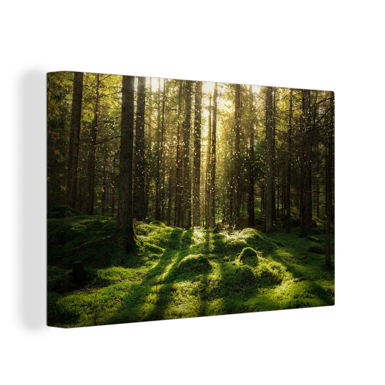 Onemillioncanvasses® Leinwandbild Bäume Wald Moos Pflanzen