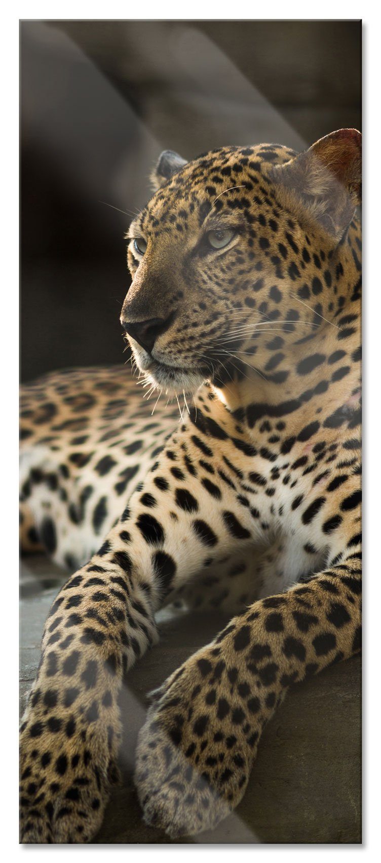 Pixxprint Leinwandbild Majestätischer Leopard Wanddekoration 1 St