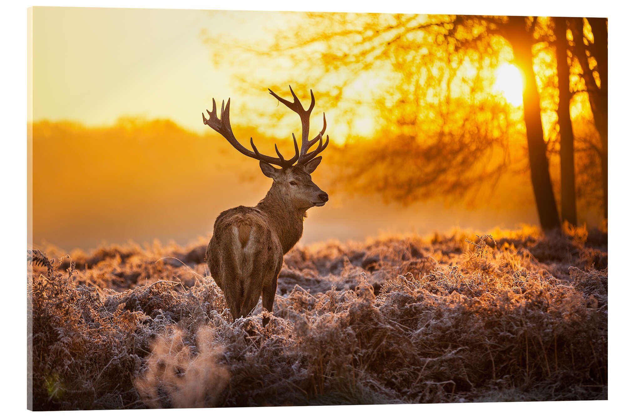 Posterlounge Acrylglasbild Editors Choice Rothirsch In Der Morgensonne