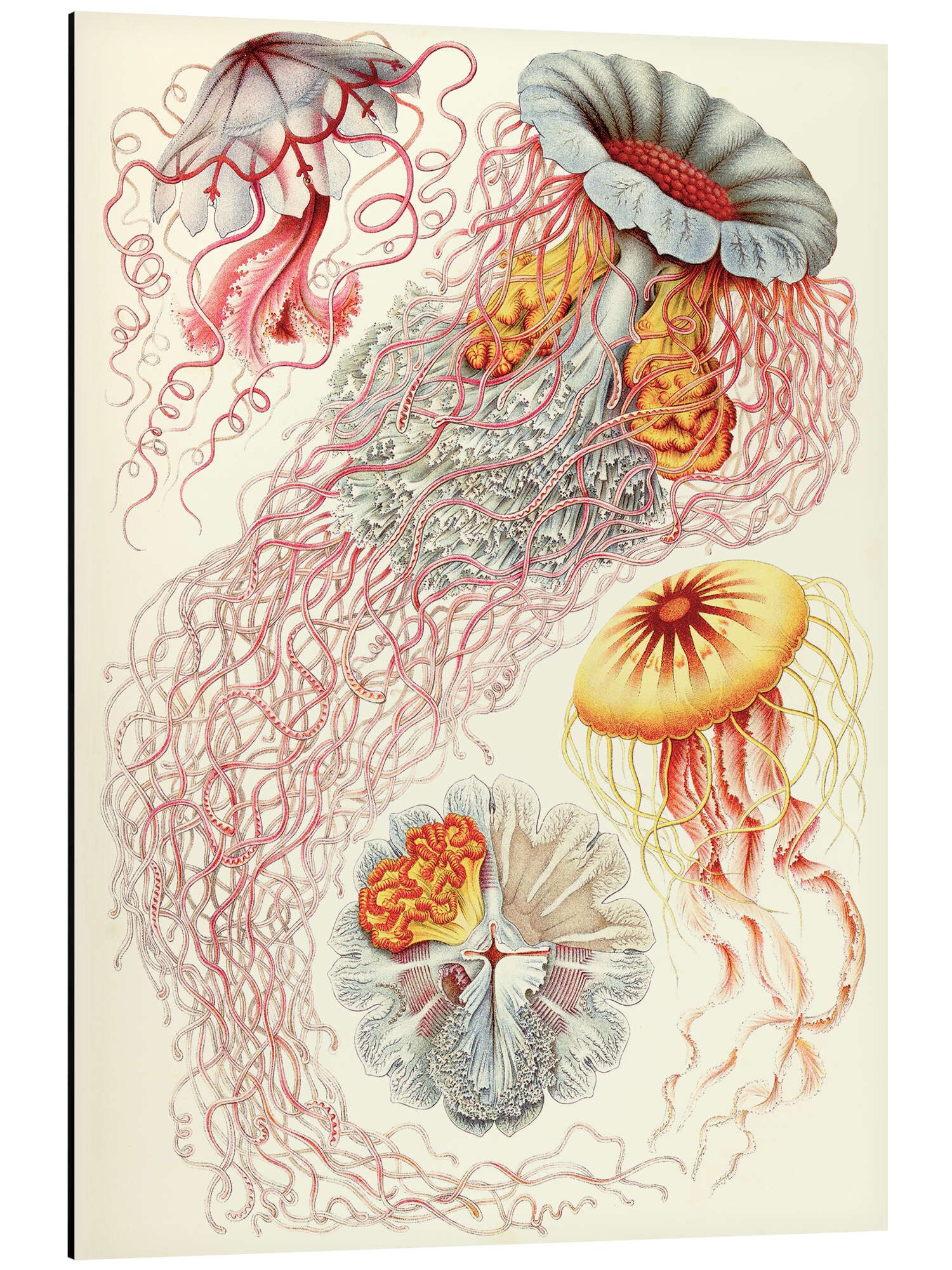 Posterlounge Alu Dibond Druck Ernst Haeckel Semaeostomiden