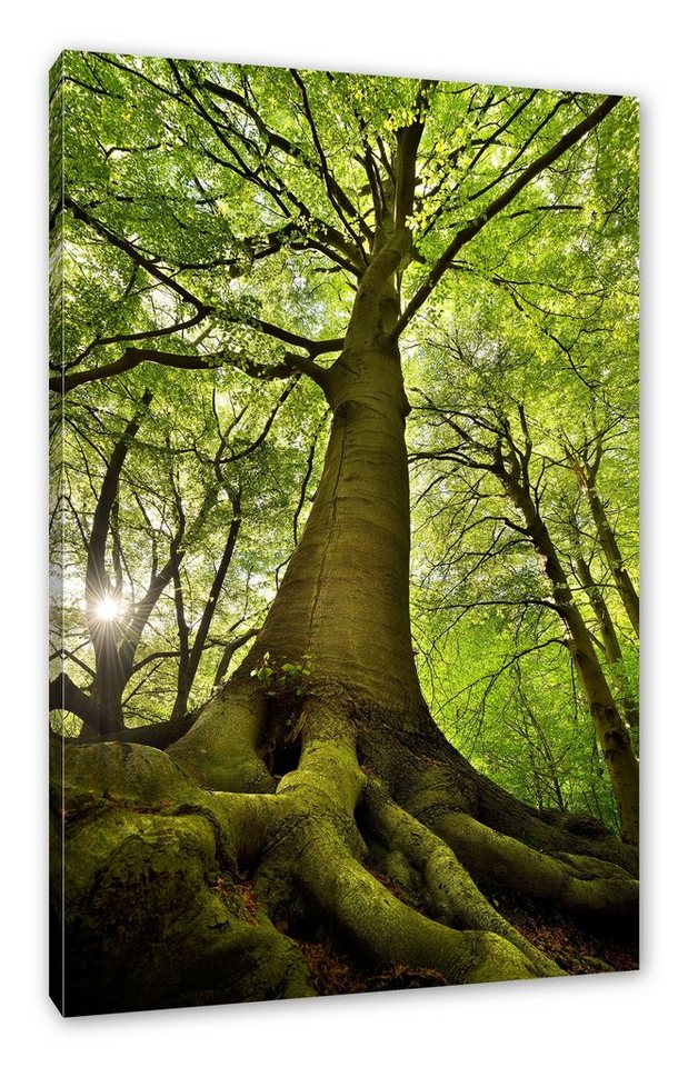 Pixxprint Leinwandbild Riesiger Baum Im Dschungel Riesiger Baum Im