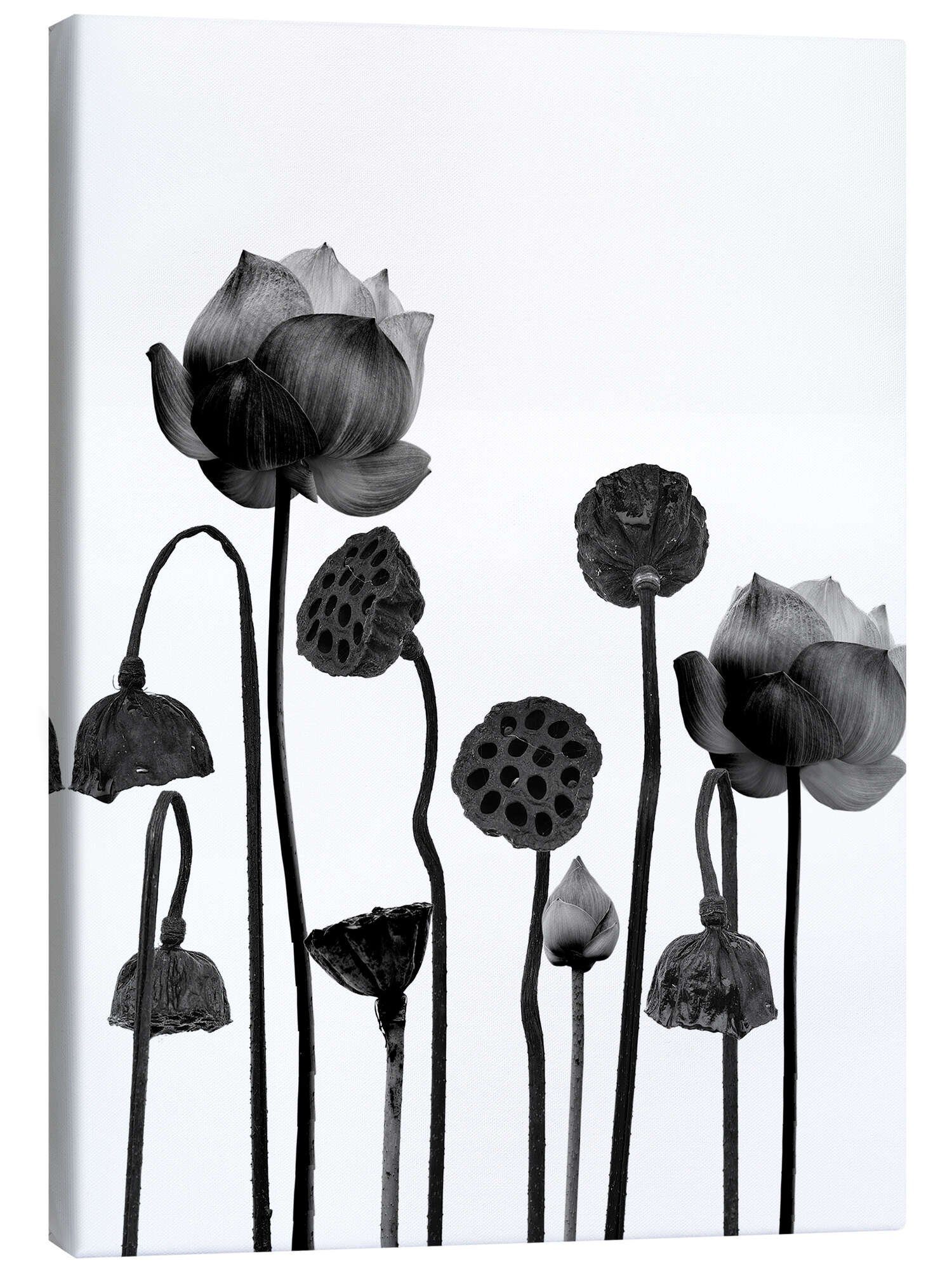 Posterlounge Leinwandbild Editors Choice Happy Lotus Badezimmer Feng