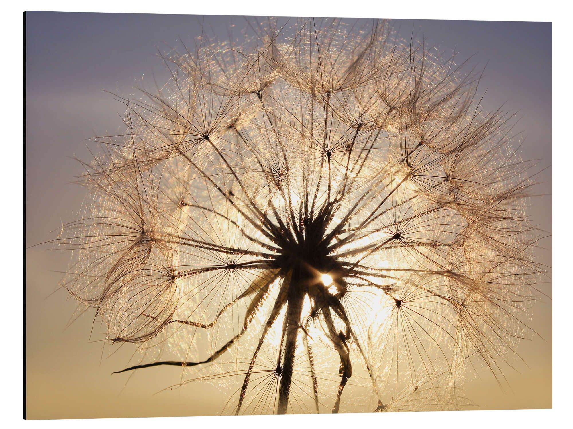 Posterlounge Alu-Dibond-Druck Editors Choice, Pusteblume im Sonnenlicht, Fotografie
