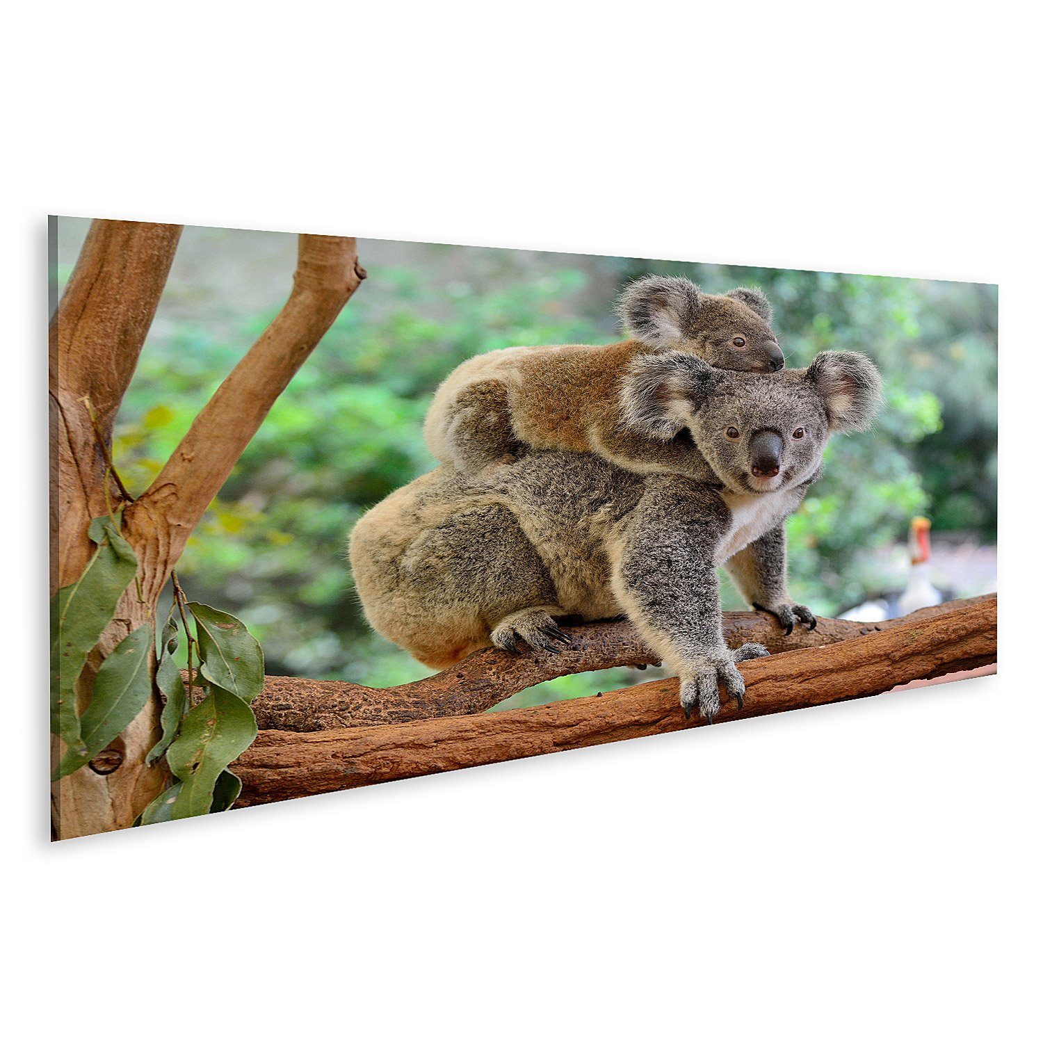 islandburner Leinwandbild Bild auf Leinwand Koala Bär Baby Auf Rücken Mutter Eukalyptusbaum ...