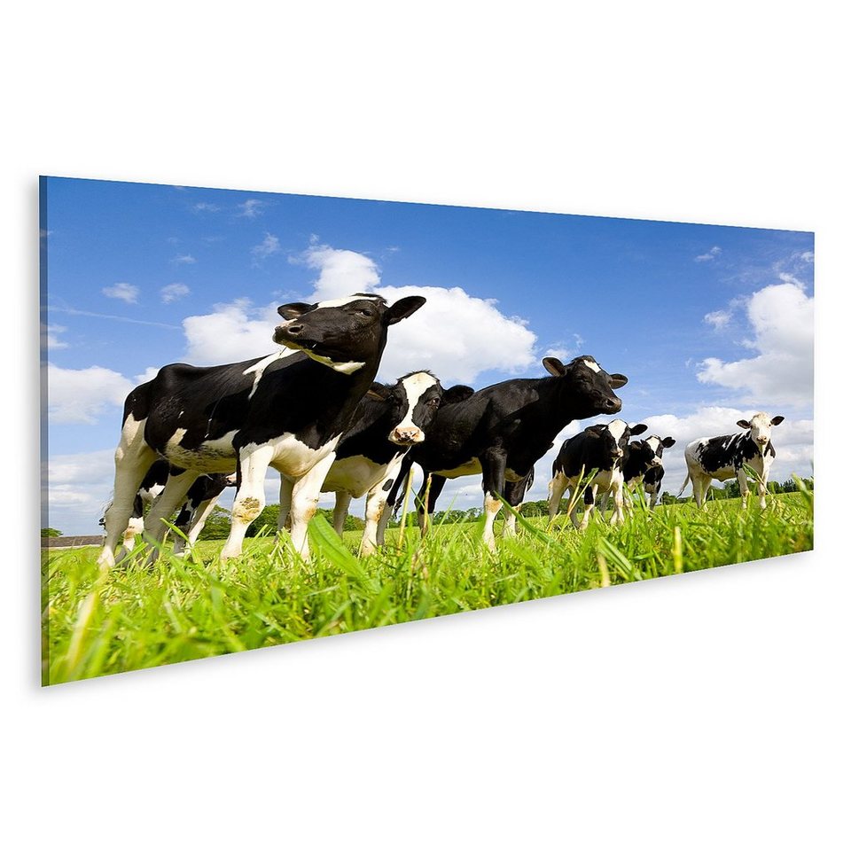 Islandburner Leinwandbild Bild Auf Leinwand Holstein Kühe Auf Der Wiese