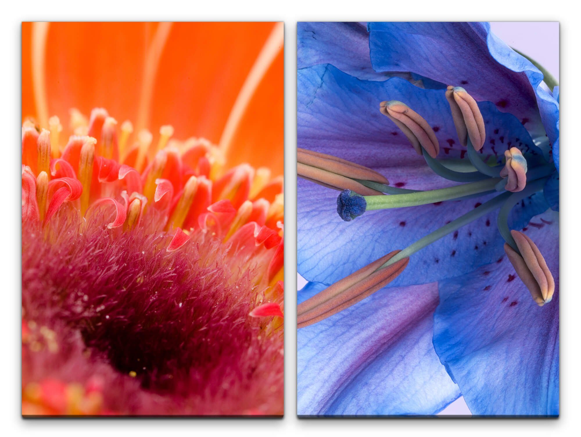 Sinus Art Leinwandbild 2 Bilder Je 60x90cm Blüten Blumen Rot Blau