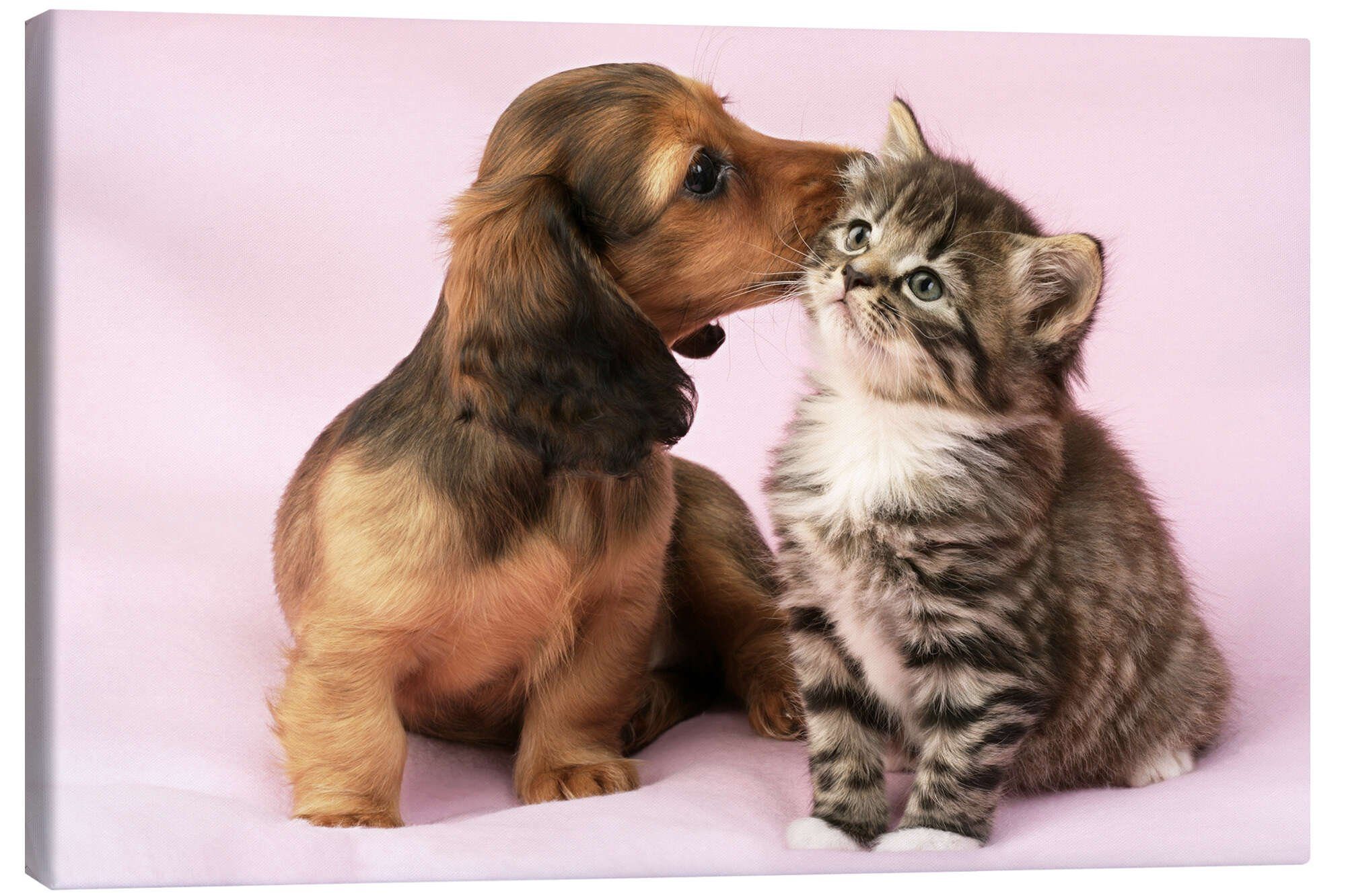 Posterlounge Leinwandbild Greg Cuddiford Dachshund Und Kätzchen
