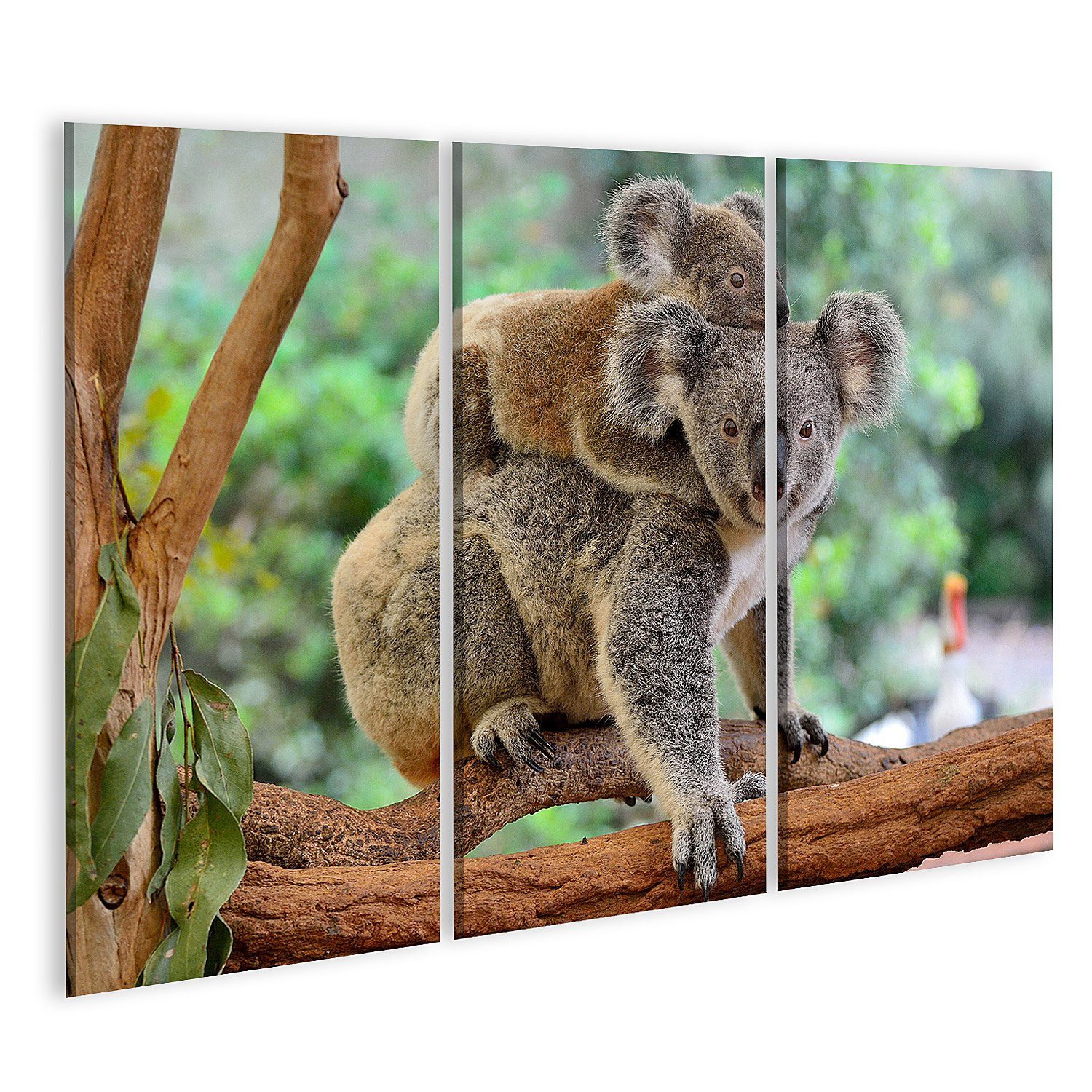 islandburner Leinwandbild Bild auf Leinwand Koala Bär Baby Auf Rücken Mutter Eukalyptusbaum ...