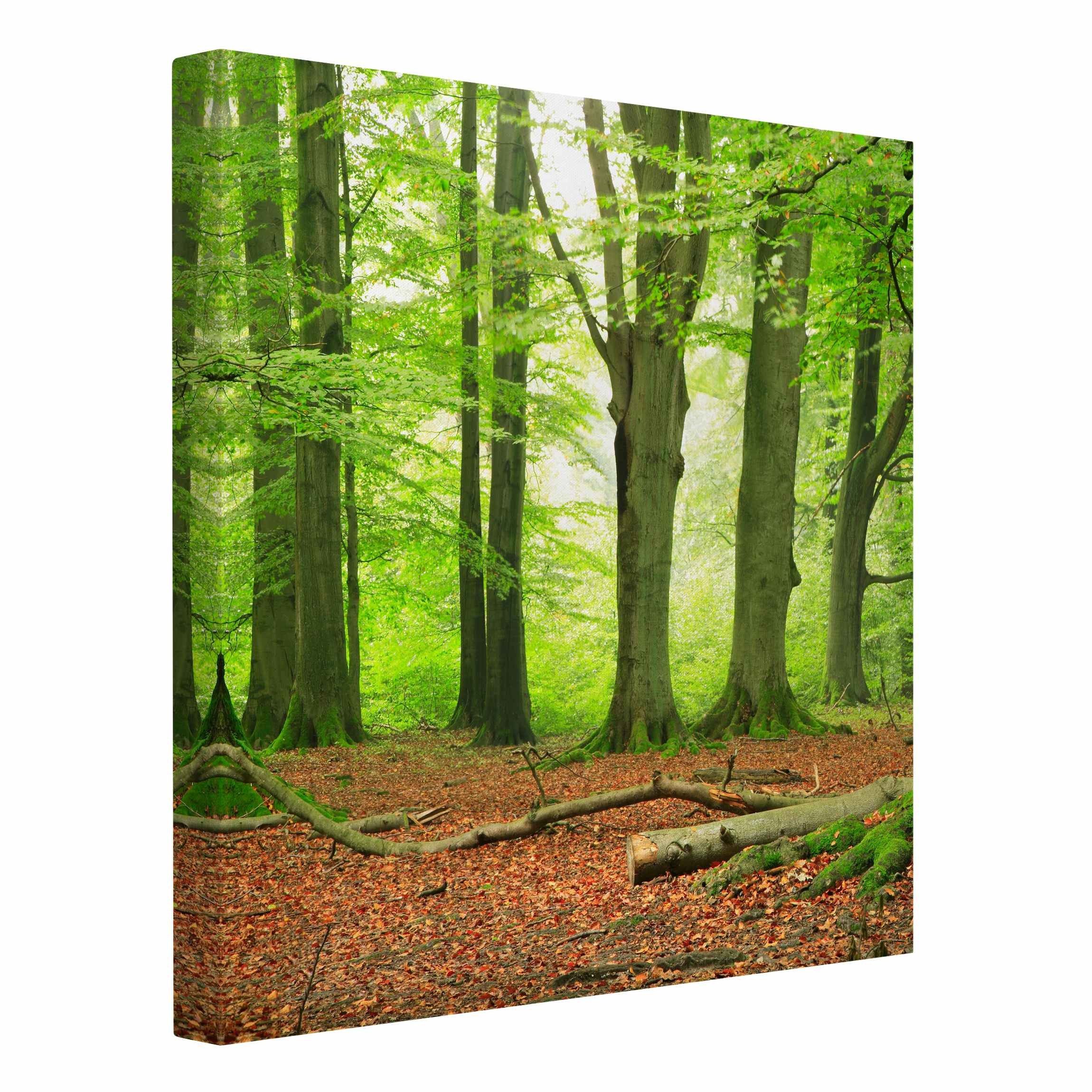 Bilderdepot24 Leinwandbild Wald Natur Modern Mighty Beech Trees grün Bild auf Leinwand Groß XXL ...