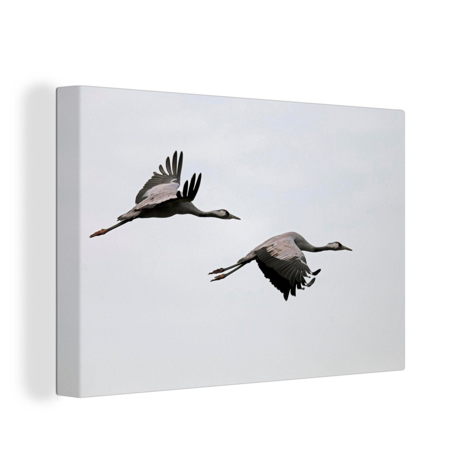 OneMillionCanvasses® Leinwandbild Europäische Kraniche fliegen gemeinsam durch die Luft ...