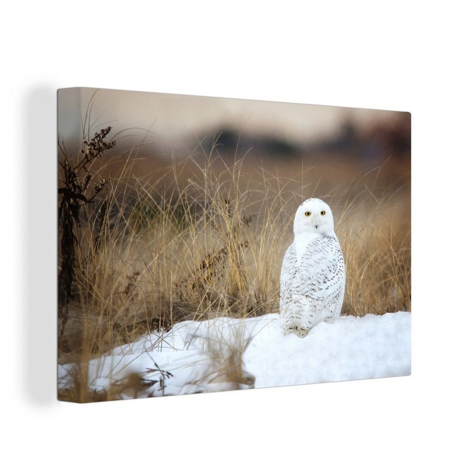 Onemillioncanvasses® Leinwandbild Schneeeule Im Schnee Zwischen Den