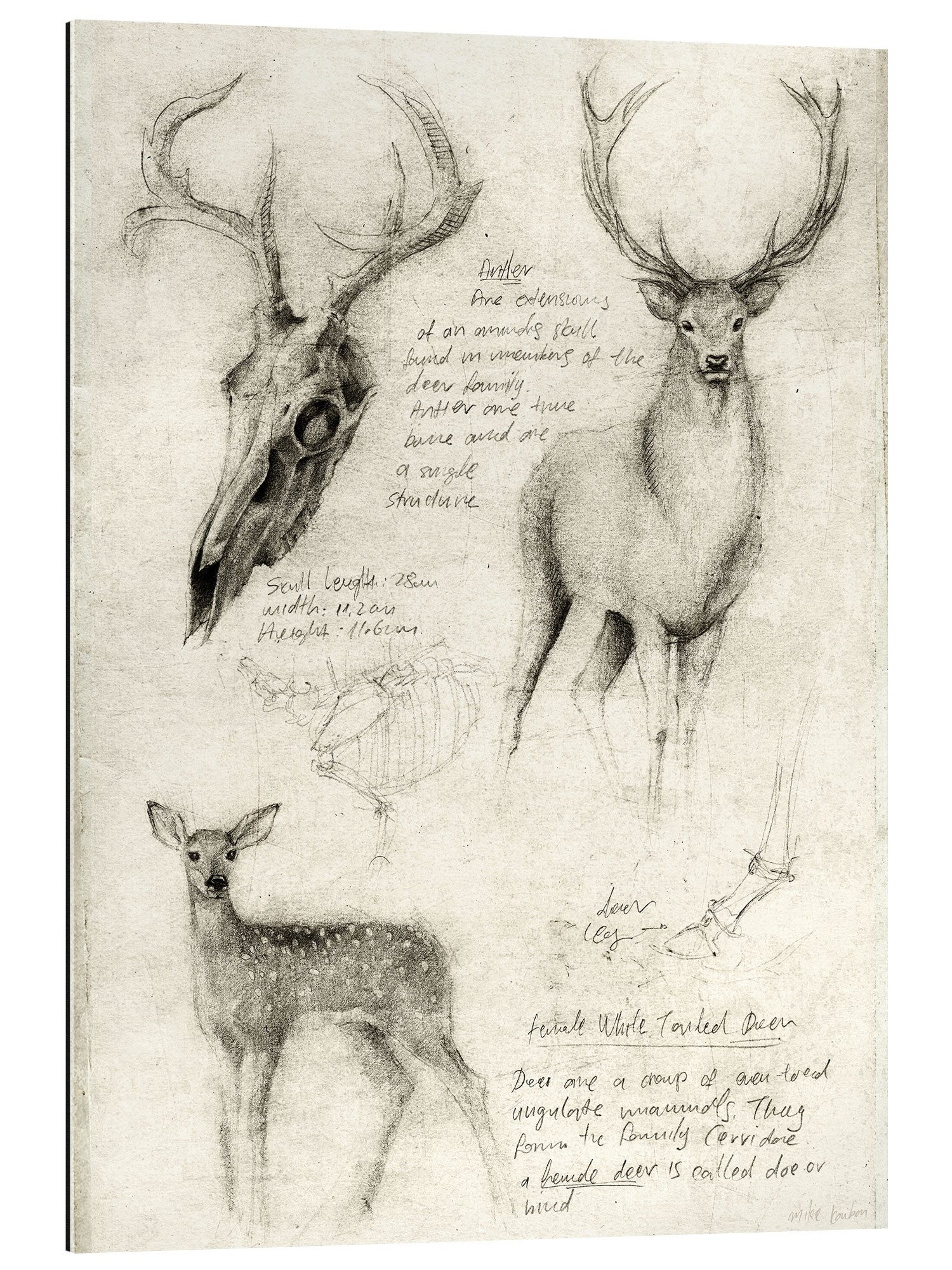 Posterlounge XXL-Wandbild Mike Koubou, Hirsche, Klassenzimmer Vintage ...