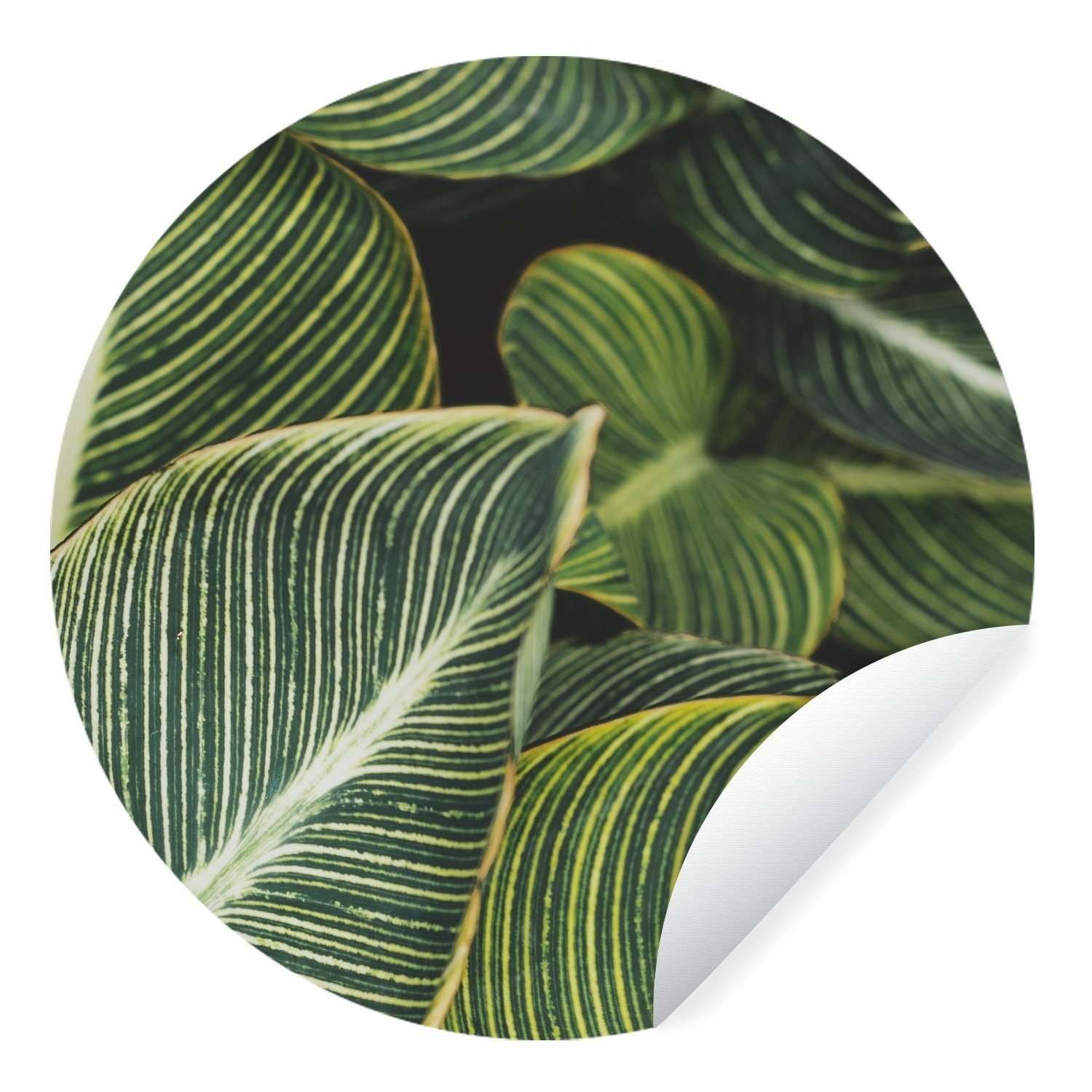 Muchowow Wandsticker Blätter Pflanzen Natur 1 St Wandtattoo