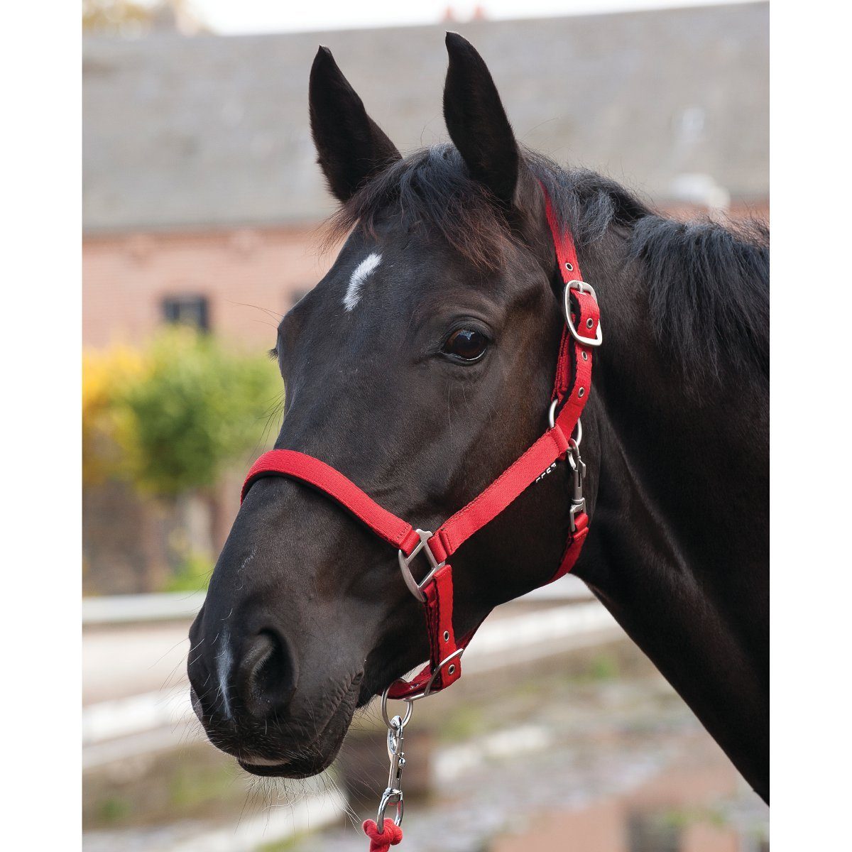 eldorado Halfter ELDORADO Nylon-Pferdehalfter Lea - rot - Pony, Reithalfter