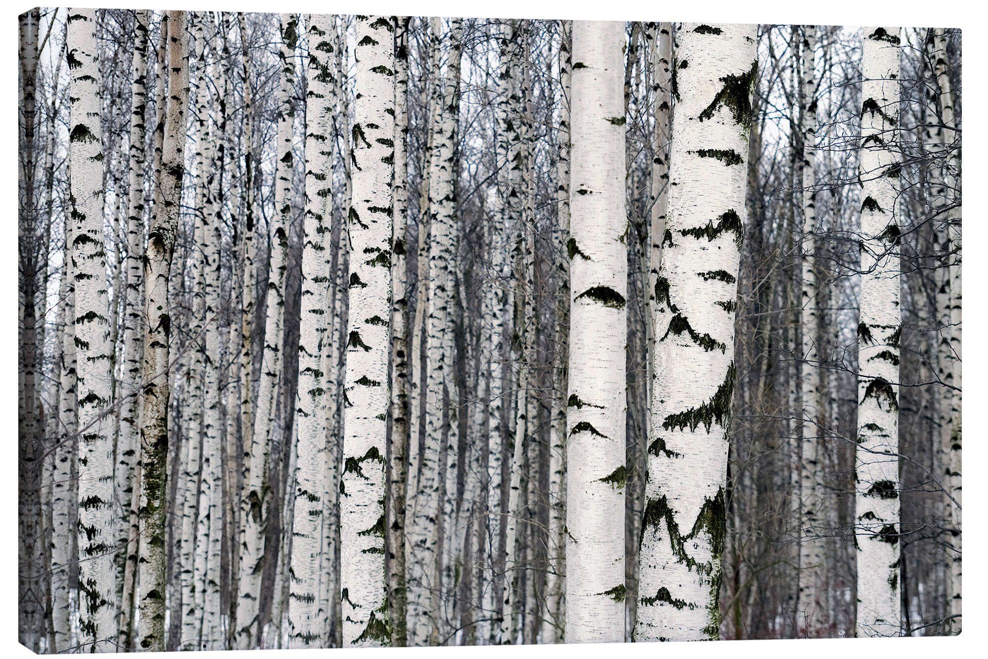 Posterlounge Leinwandbild Editors Choice Birkenwald Im Winter