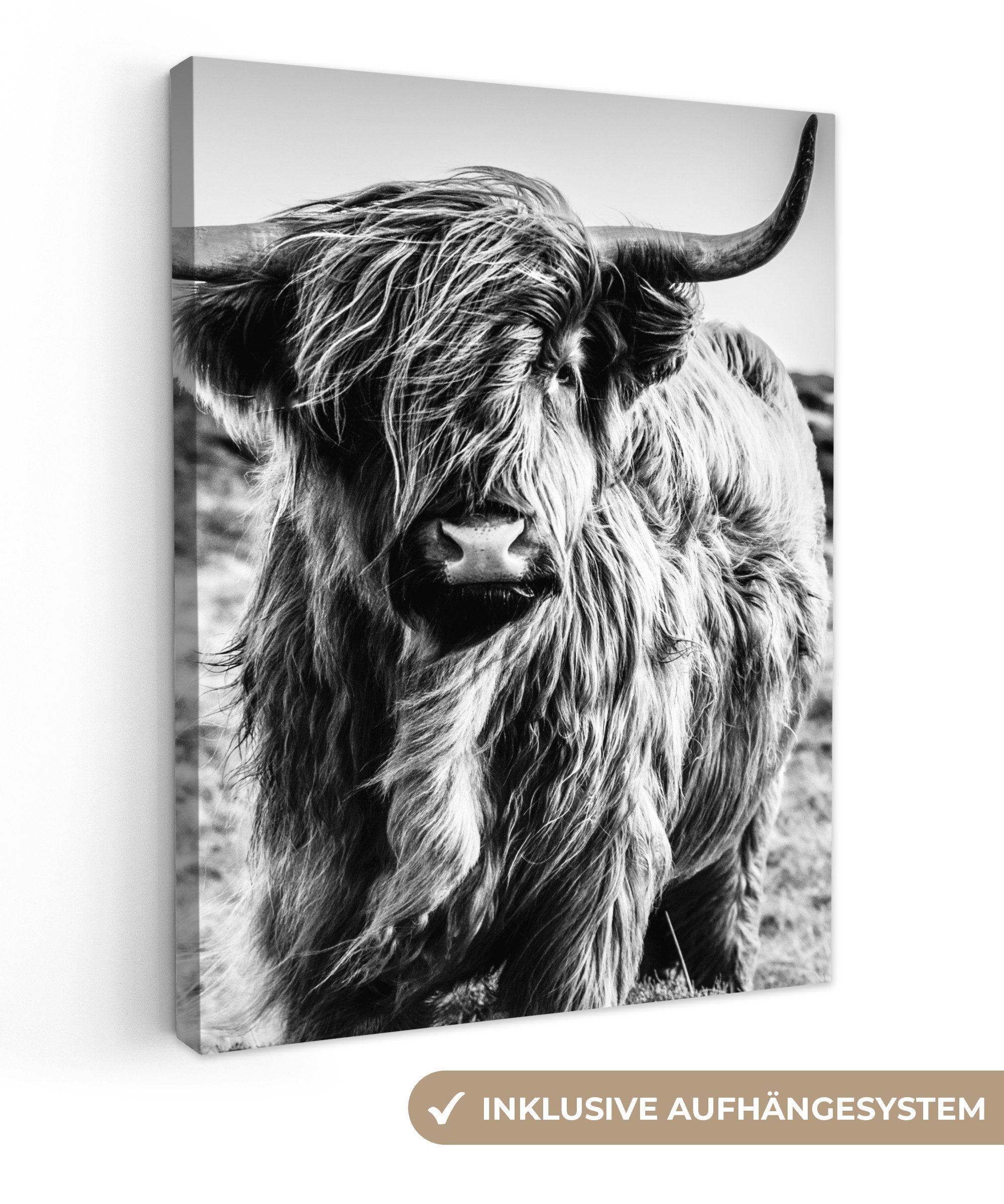 Onemillioncanvasses® Leinwandbild Schottischer Highlander Natur Kuh