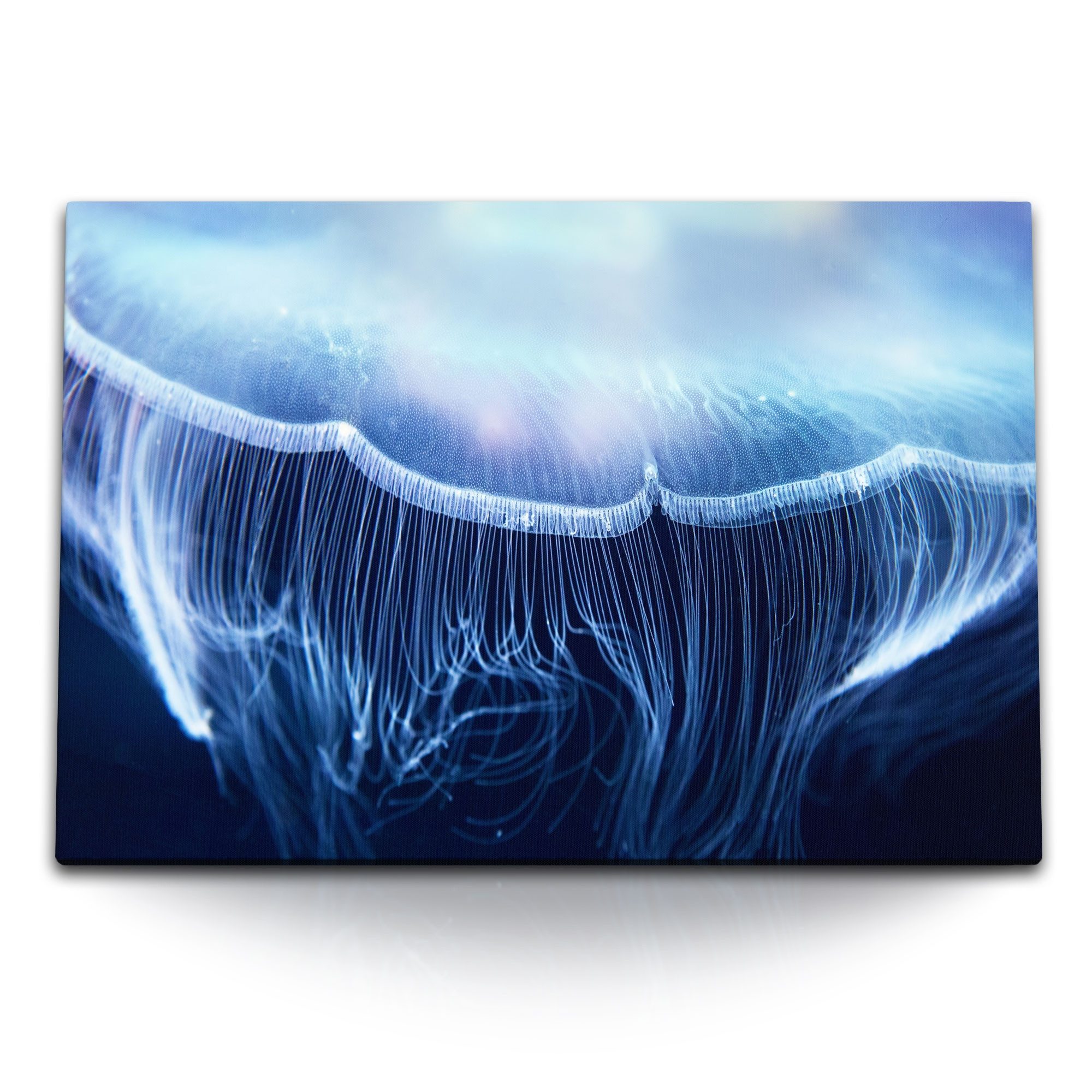 Sinus Art Leinwandbild 120x80cm Wandbild auf Leinwand Blaue Qualle unter Wasser Kunstvoll Fot ...