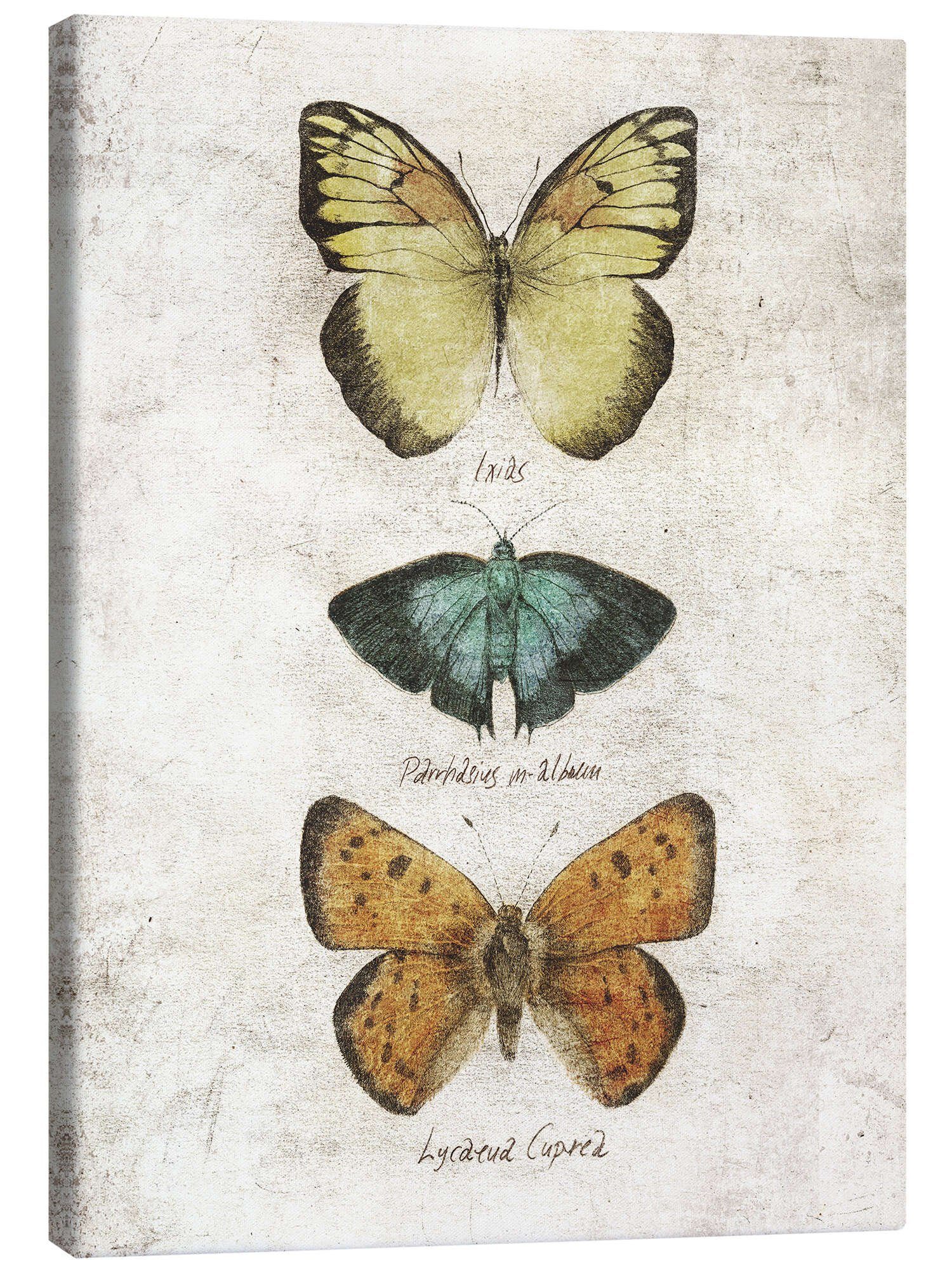 Posterlounge Leinwandbild Mike Koubou Schmetterlinge V Vintage