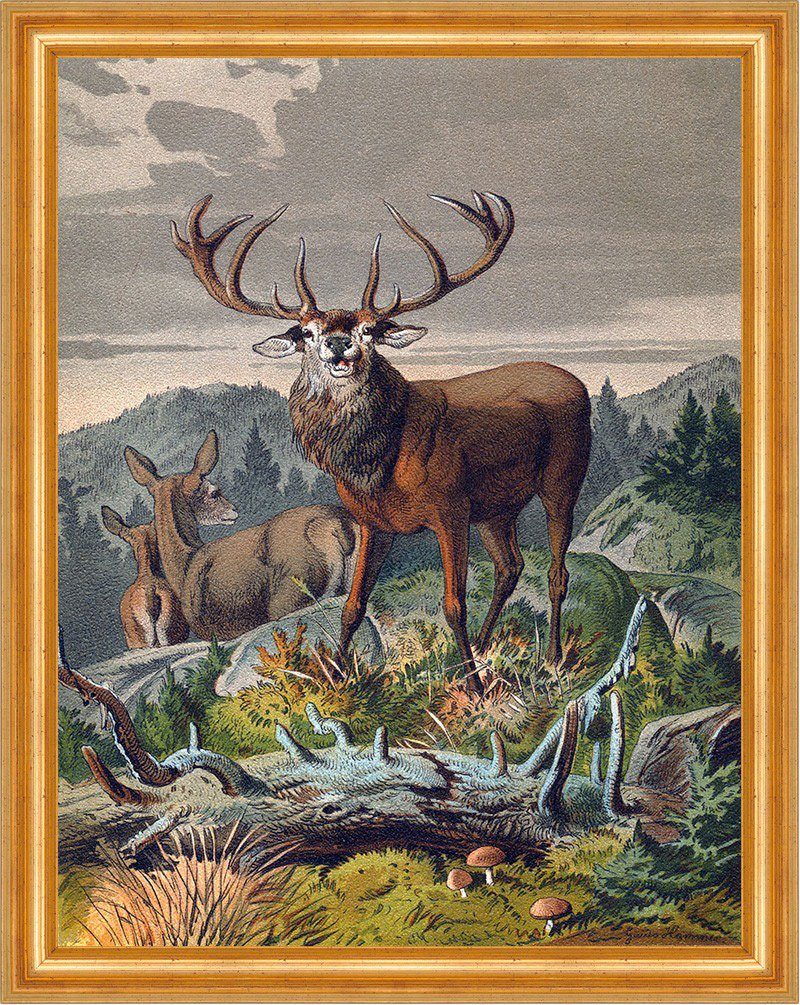 BillerAntik Kunstdruck Röhrender Hirsch mit Hirschkühen Herbst Brunft Geweih Wilderer A3 679, (1 St)