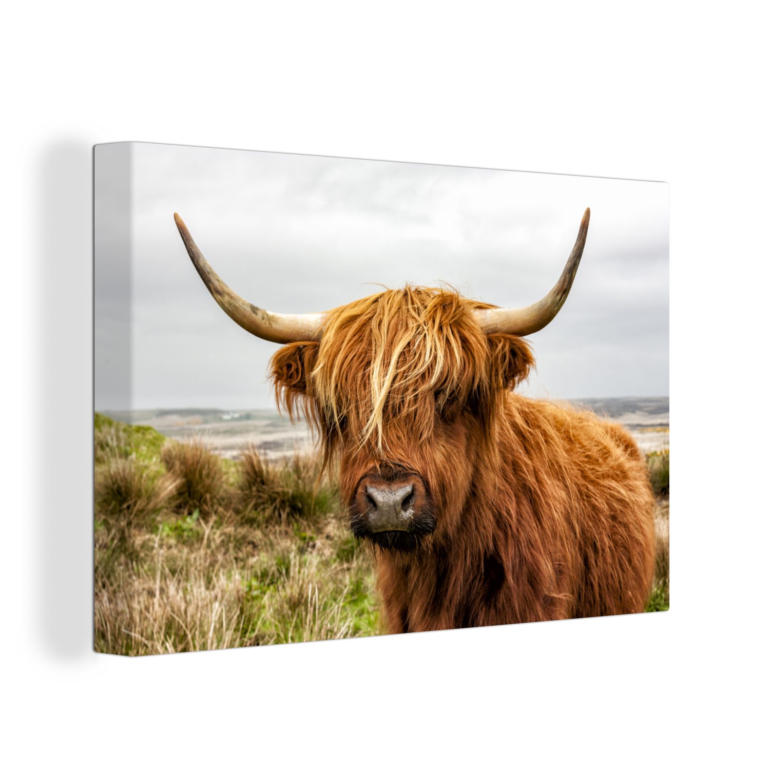 OneMillionCanvasses® Leinwandbild Schottischer Highlander - Kuh - Dünen, (1 St), Wandbild ...
