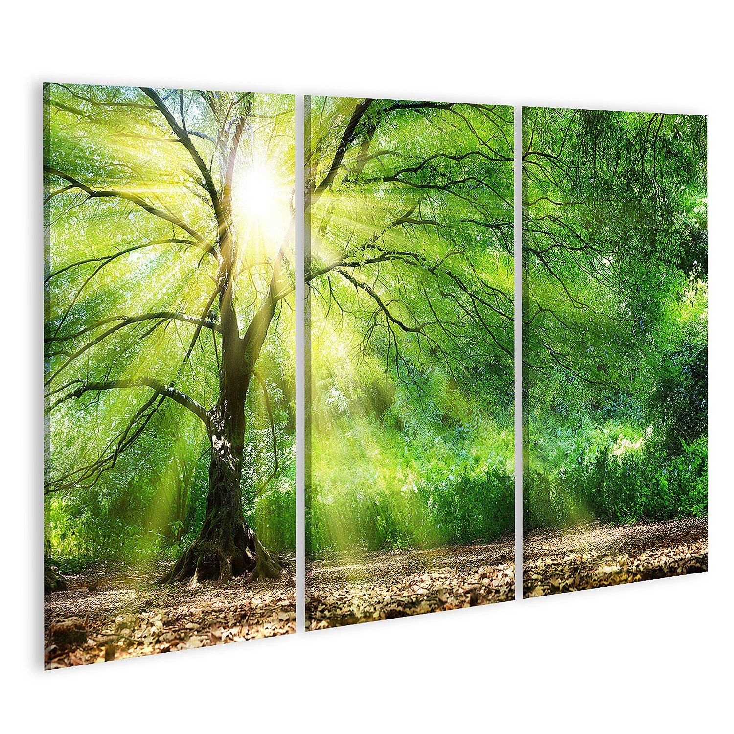 islandburner Leinwandbild »Bild auf Leinwand Baum Mit Sonnenschein Im Wilden Wald Wandbild ...