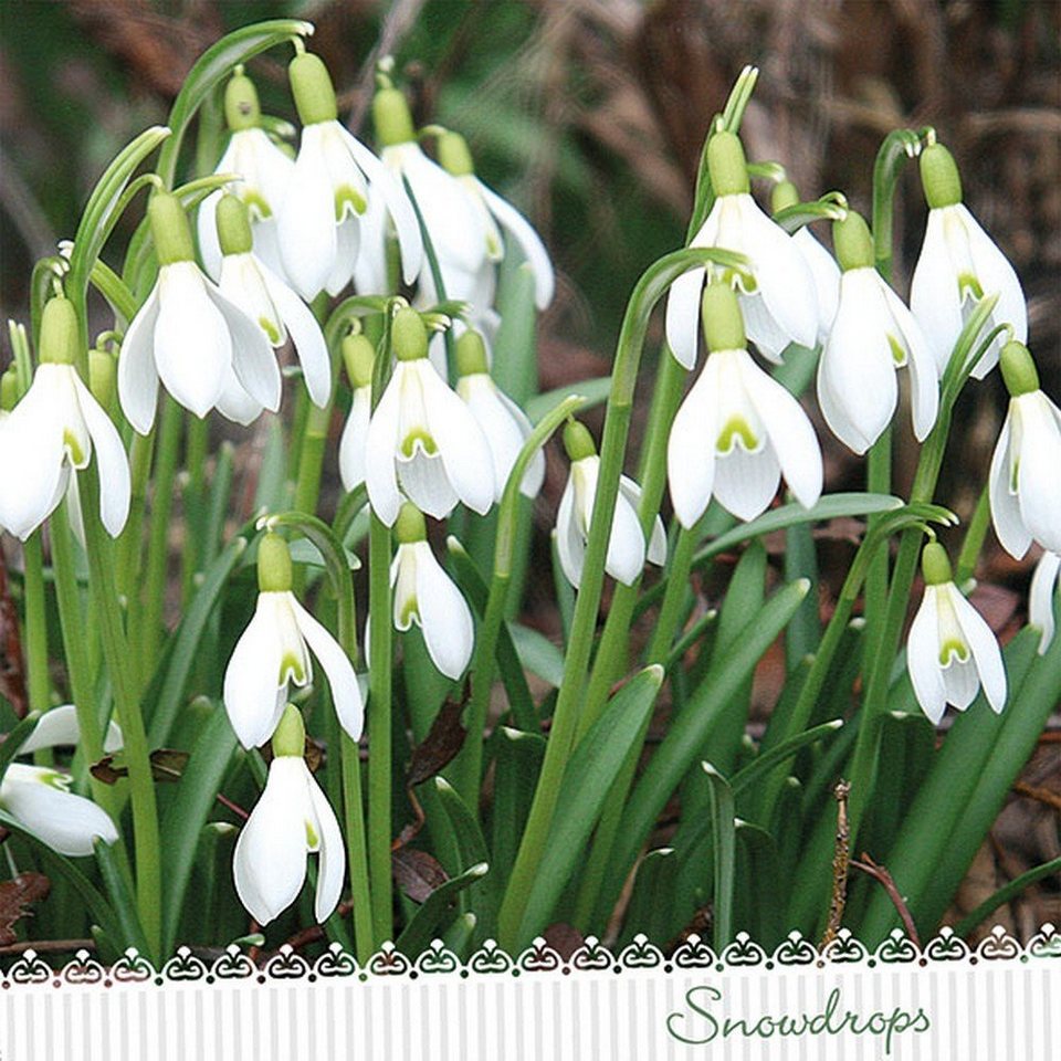 Ambiente Luxury Paper Products Papierserviette 20 Servietten Galanthus