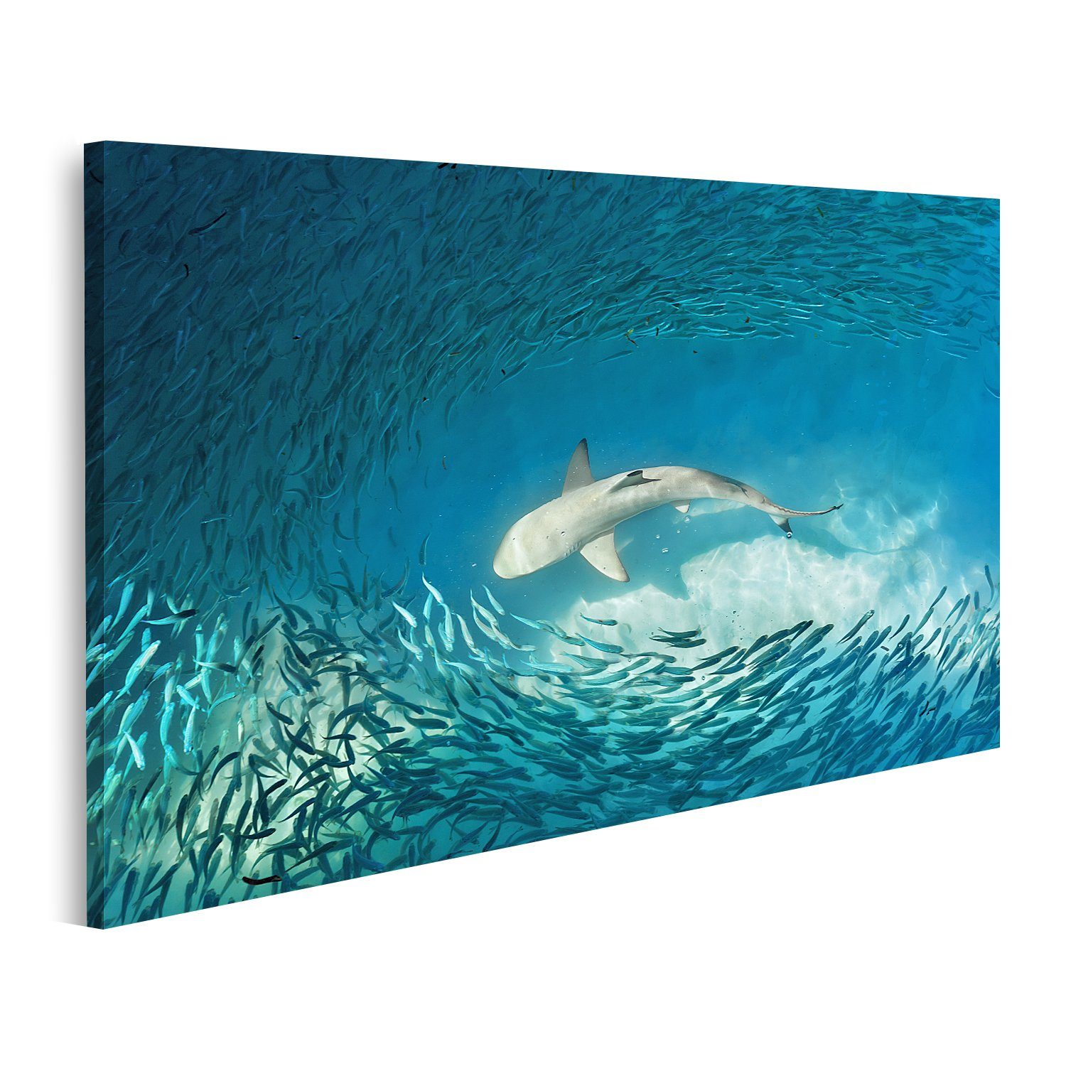 islandburner Leinwandbild Bild auf Leinwand Hai Kleine Fische Ozean Natur Hintergrund Wandbild P