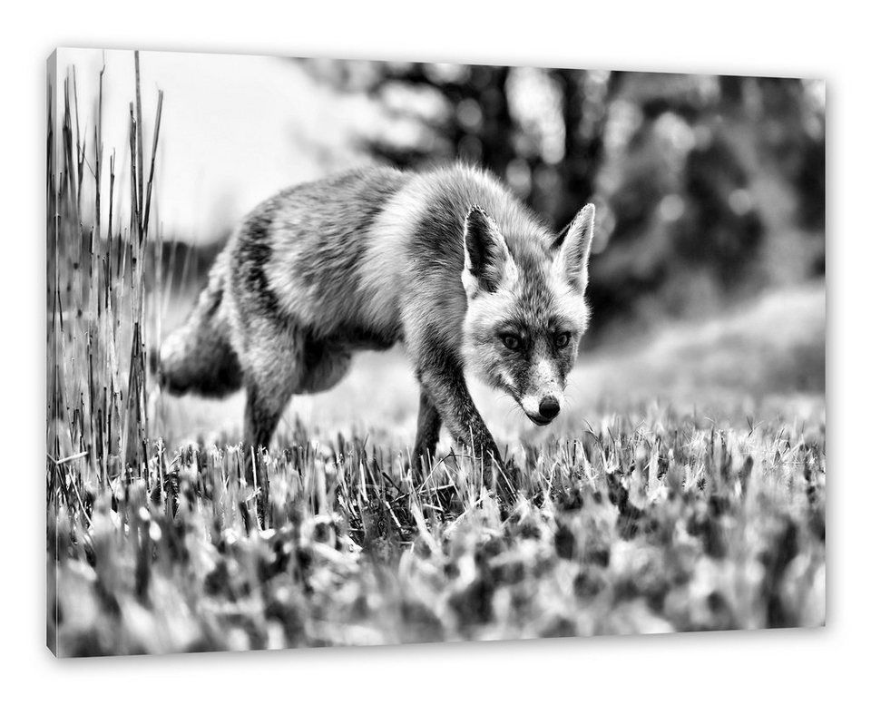 Pixxprint Leinwandbild Schöner Fuchs Schöner Fuchs 1 St