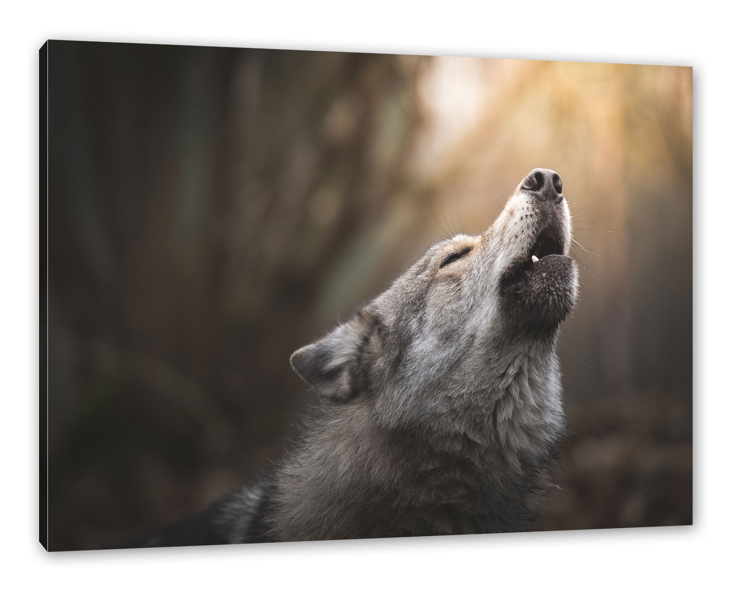 Pixxprint Leinwandbild Heulender Wolf Nahaufnahme, Heulender Wolf Nahaufnahme (1 St ...
