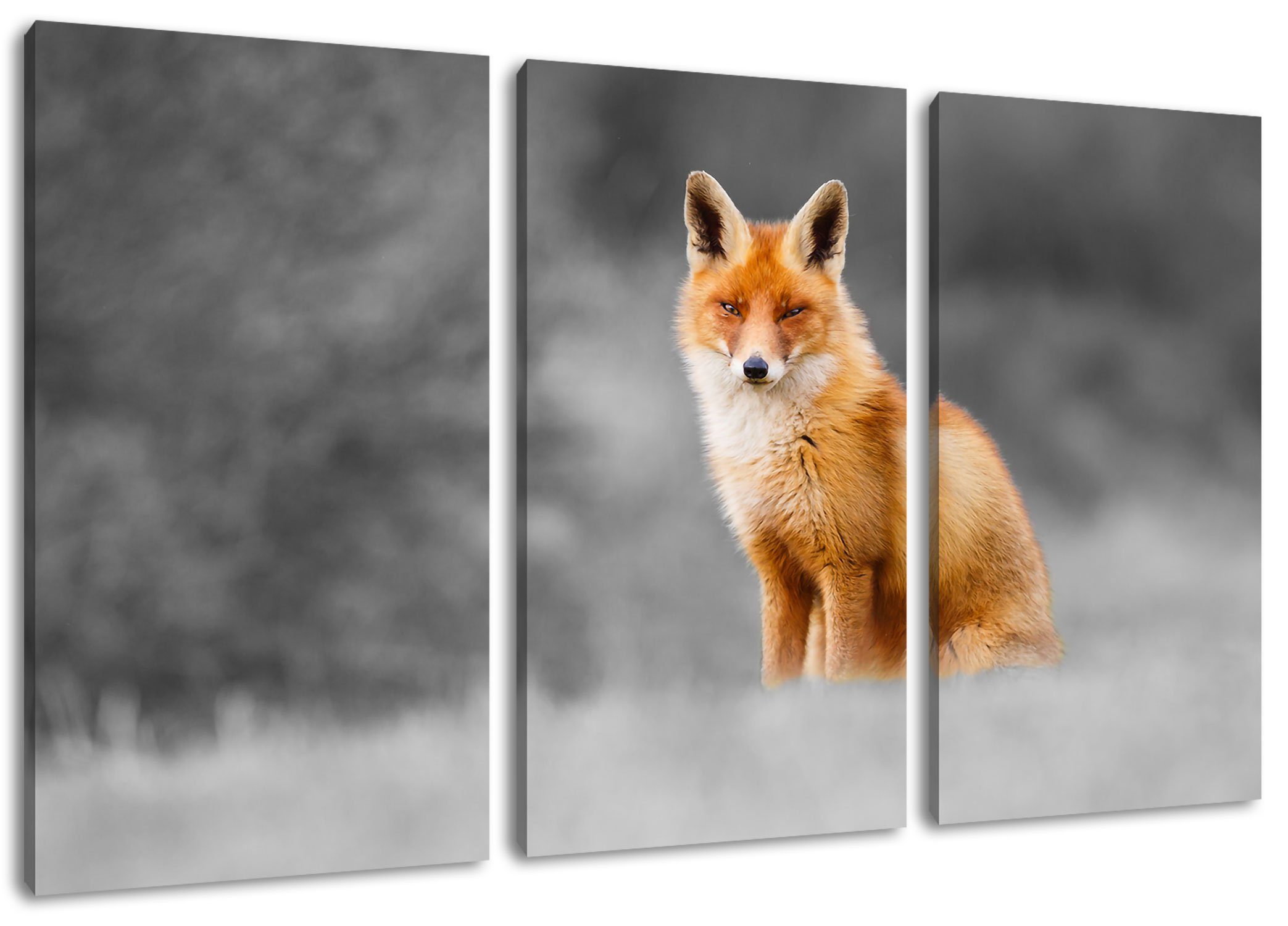 Pixxprint Leinwandbild Prachtvoller Fuchs Prachtvoller Fuchs 3teiler
