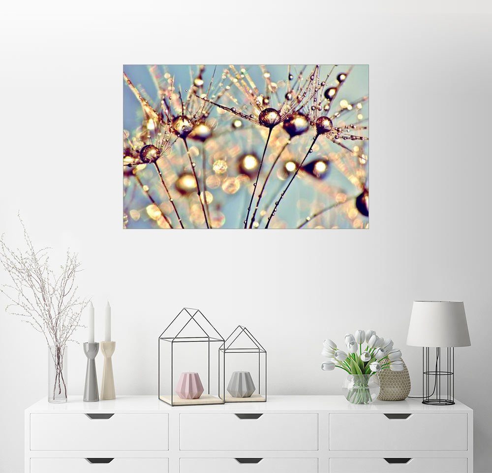 Posterlounge Wandbild, Pusteblume Raindrops on seeds