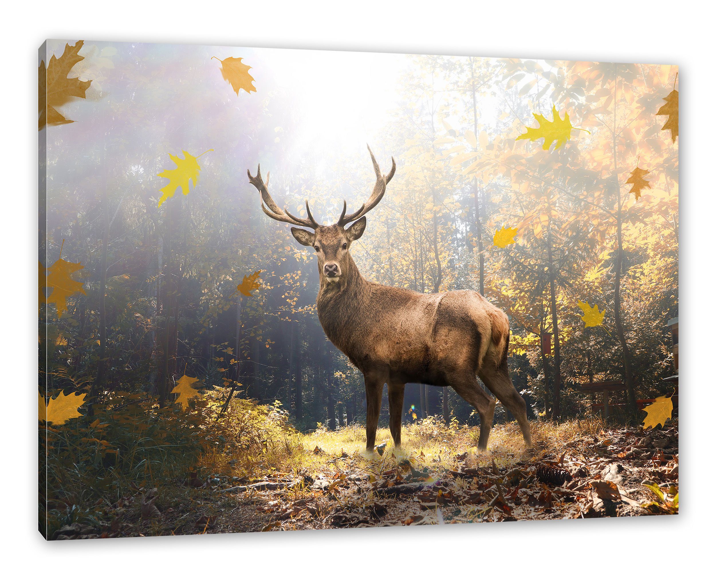 Pixxprint Leinwandbild Hirsch Im Wald Mit Fallenden Blättern Hirsch Im