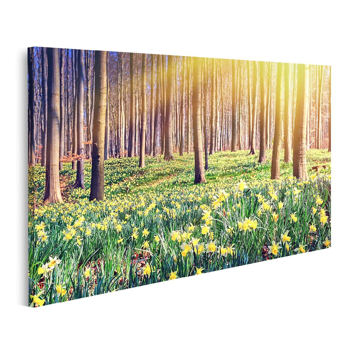 islandburner Leinwandbild Bild auf Leinwand Frühling Wald Bedeckt Gelbe Narzissen Landschaft Wan