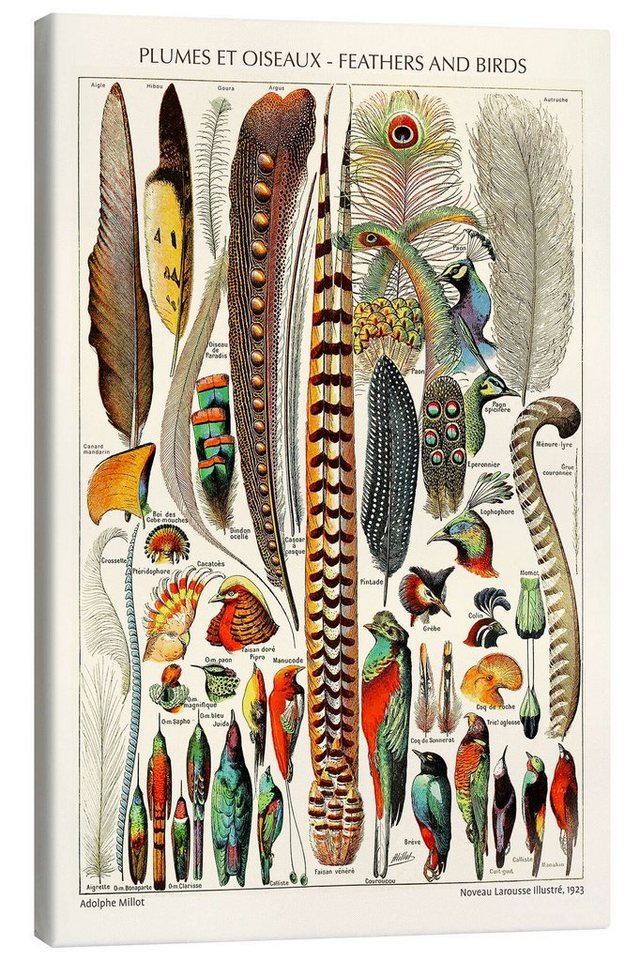 Posterlounge Leinwandbild Adolphe Millot Federn Und Vögel 1923