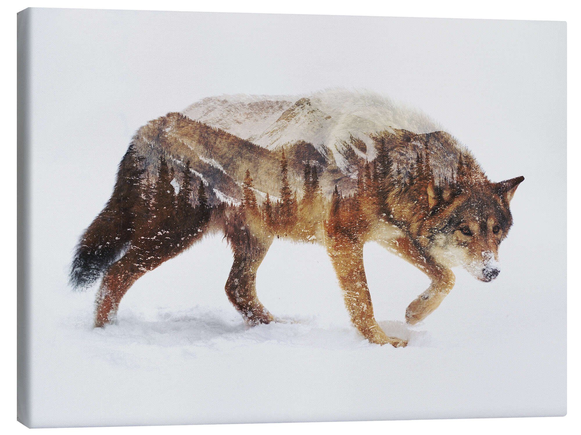 Posterlounge Leinwandbild Andreas Lie Arktischer Wolf Illustration