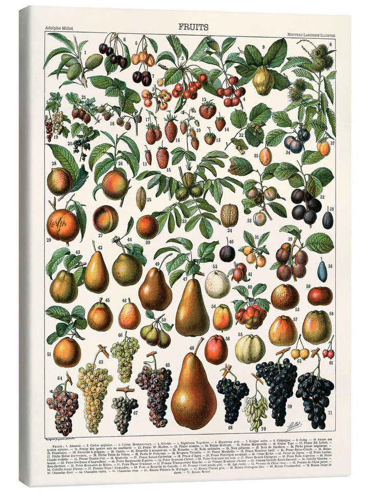 Posterlounge Leinwandbild Adolphe Millot Früchte 1923 Französisch