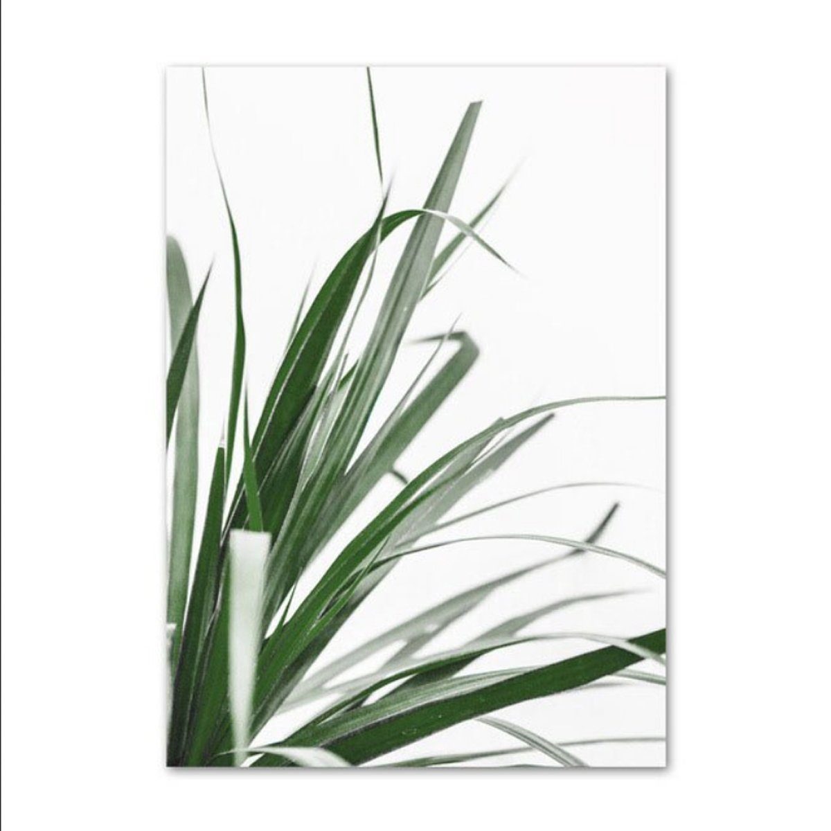 Tpfliving Kunstdruck Ohne Rahmen Poster Leinwand Wandbild Blumen