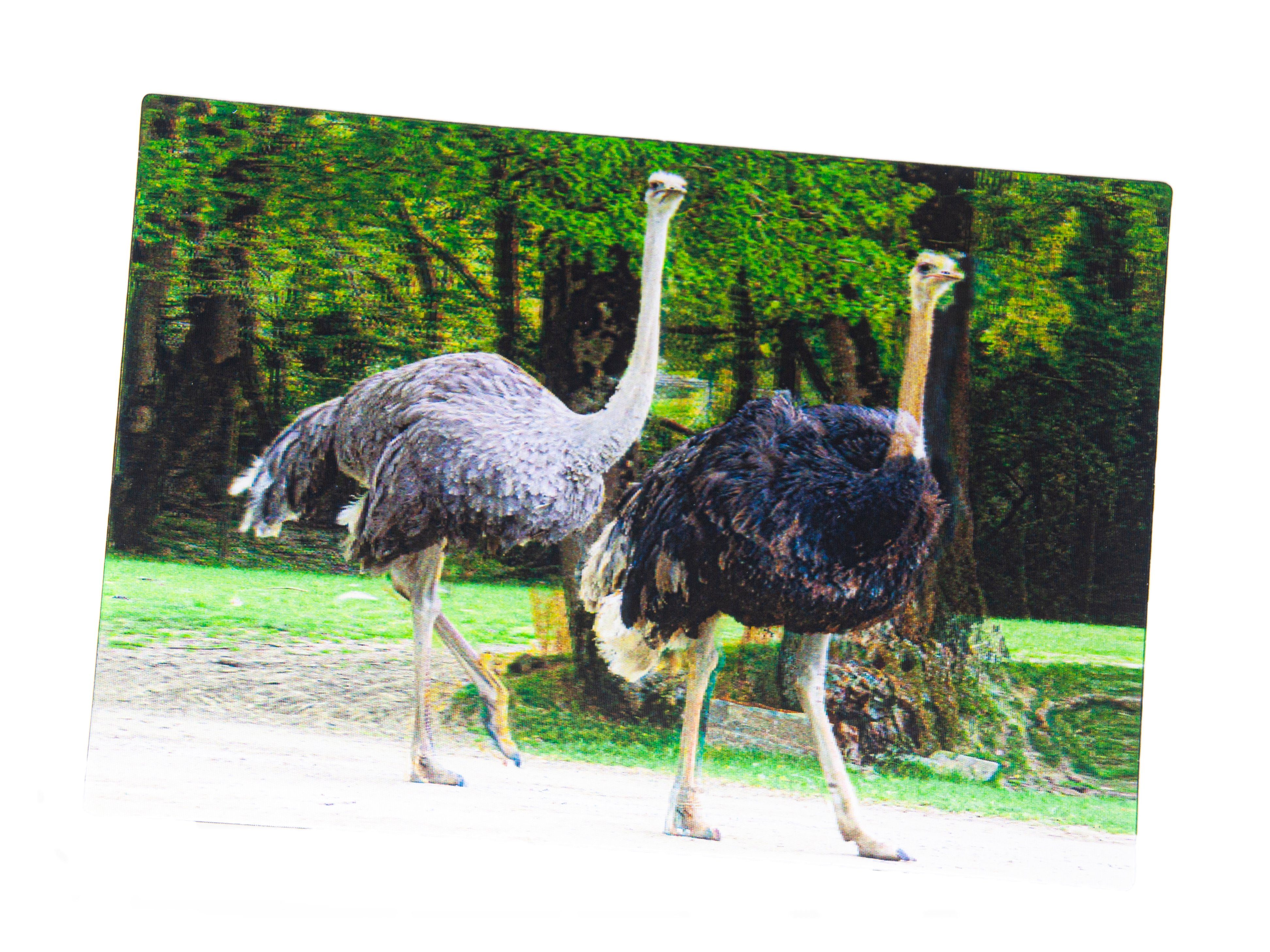 Cornelißen Postkarte 3D Postkarte Strausse, 3D