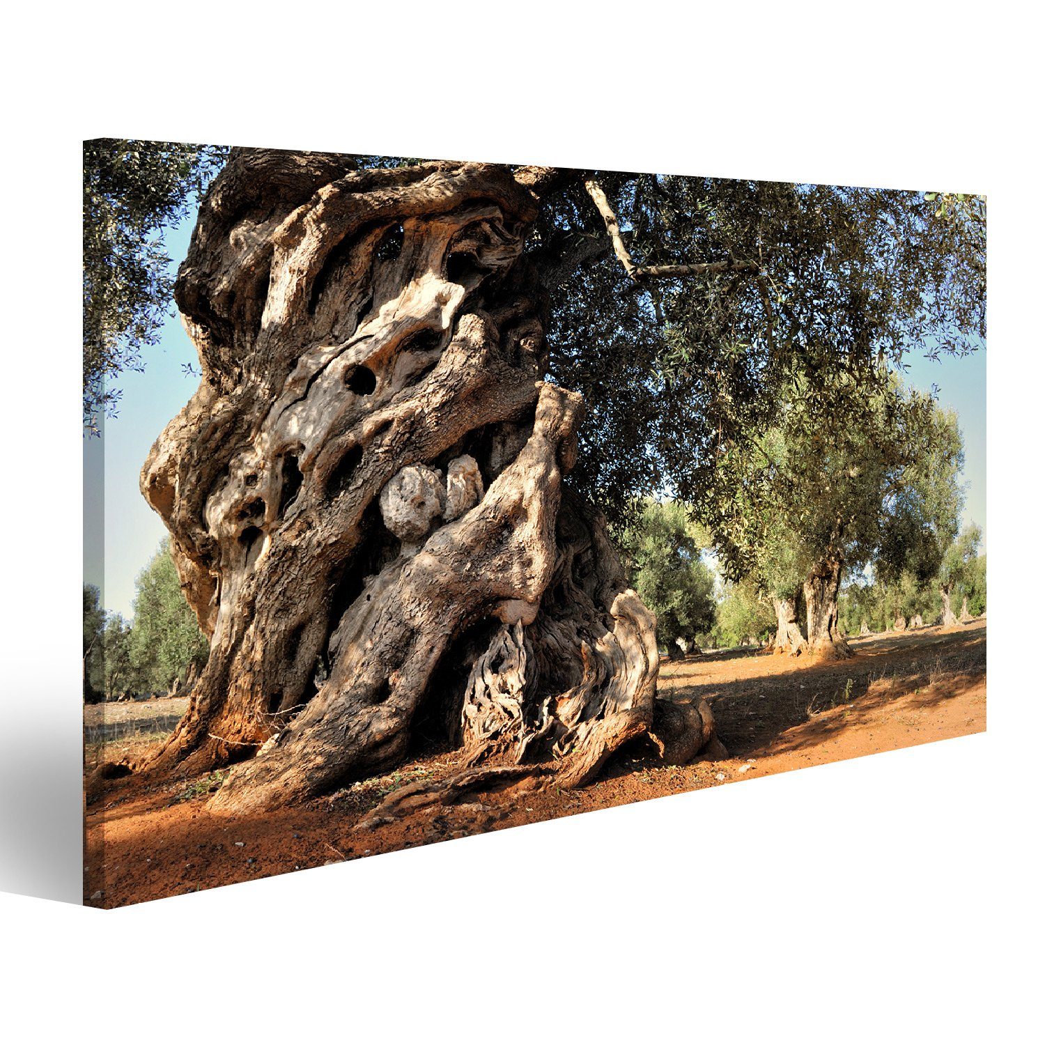 islandburner Leinwandbild »Bild auf Leinwand Alte Olivenbaum Im Garten Wandbild Leinwandbild ...