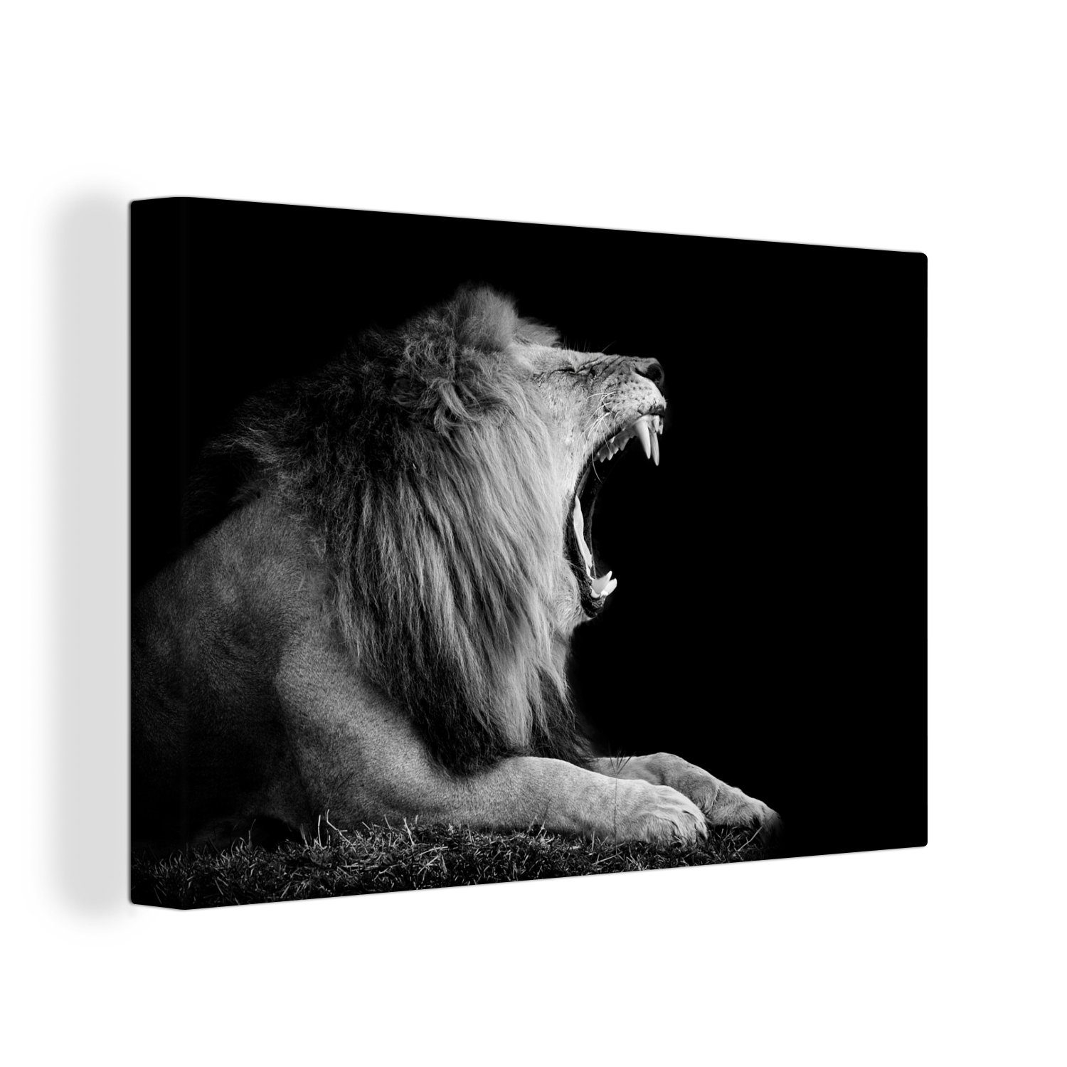 Onemillioncanvasses® Leinwandbild Löwe Wildtiere Gras Schwarz