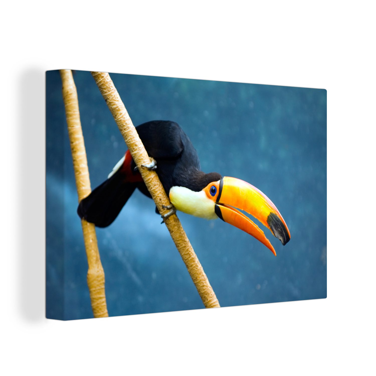 Onemillioncanvasses® Leinwandbild Bunter Tukan Auf Einem Dünnen Zweig
