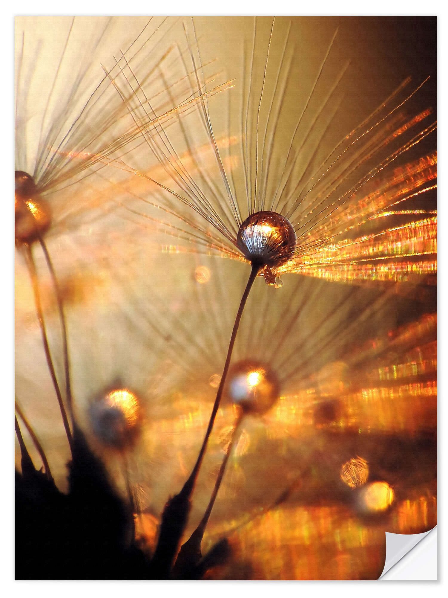 Posterlounge Wandfolie Julia Delgado Pusteblume Goldexplosion
