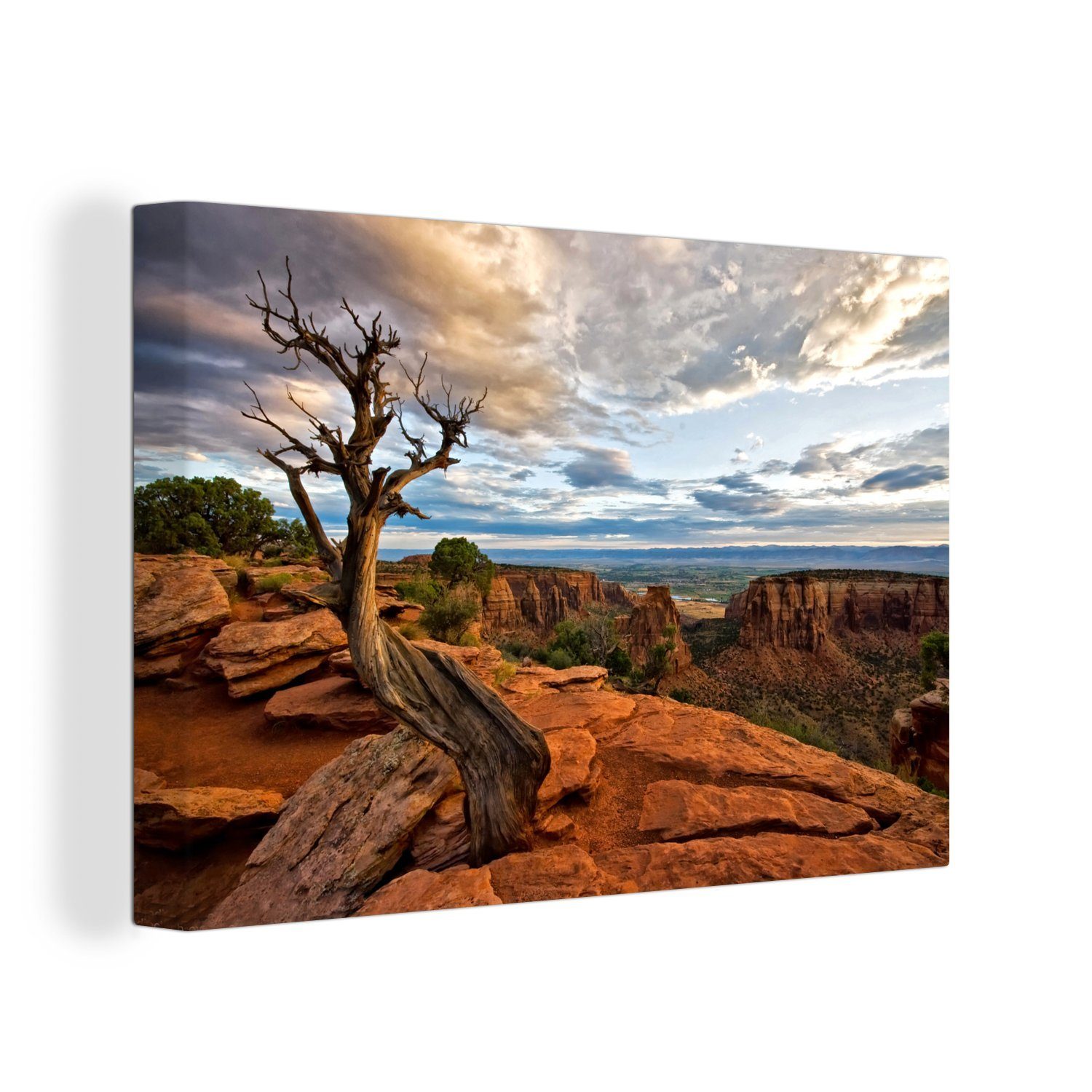 Onemillioncanvasses® Leinwandbild Krummer Baum Im Colorado National