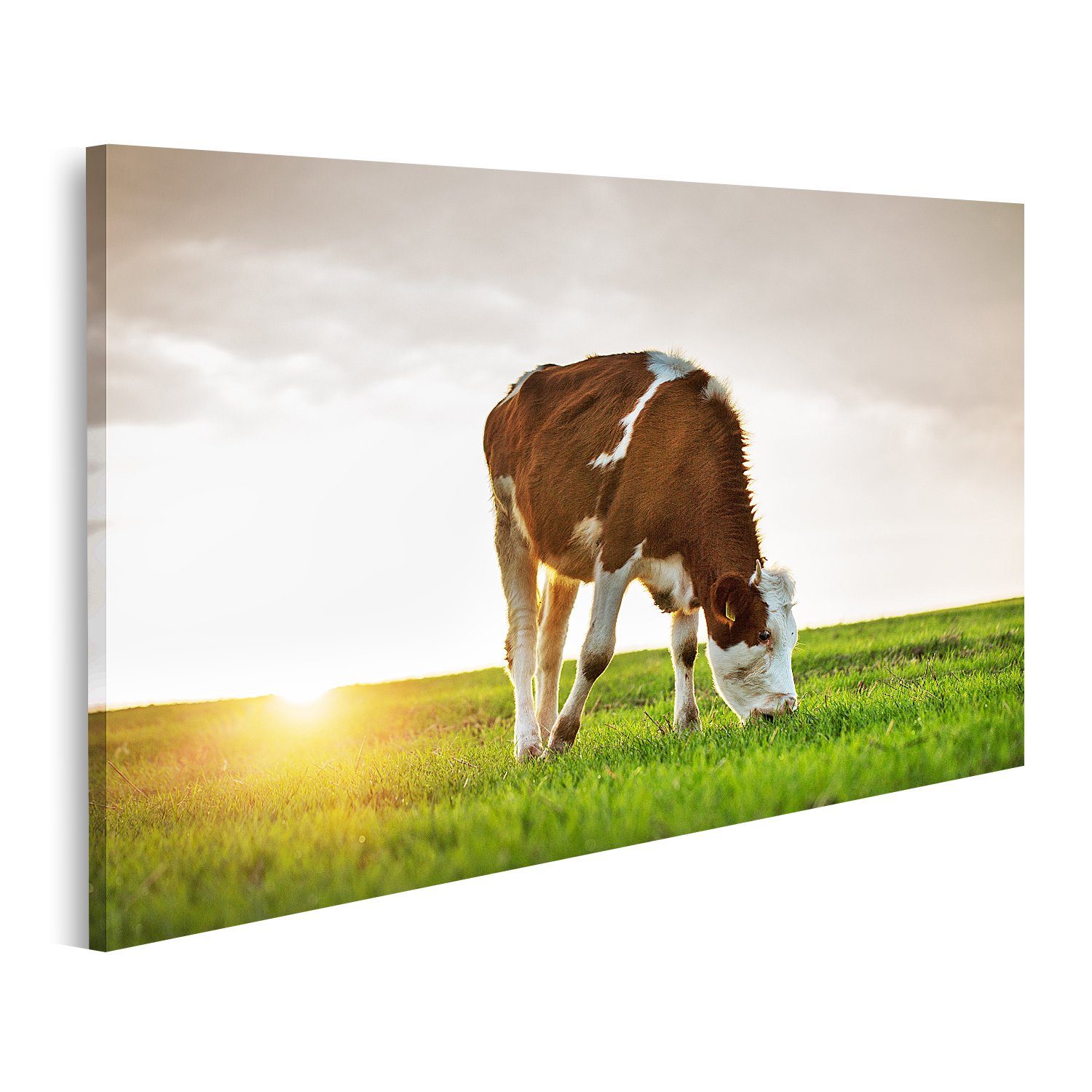 islandburner Leinwandbild »Bild auf Leinwand Kuh grasend Frische Weiden Sonnenuntergang Wandbild ...