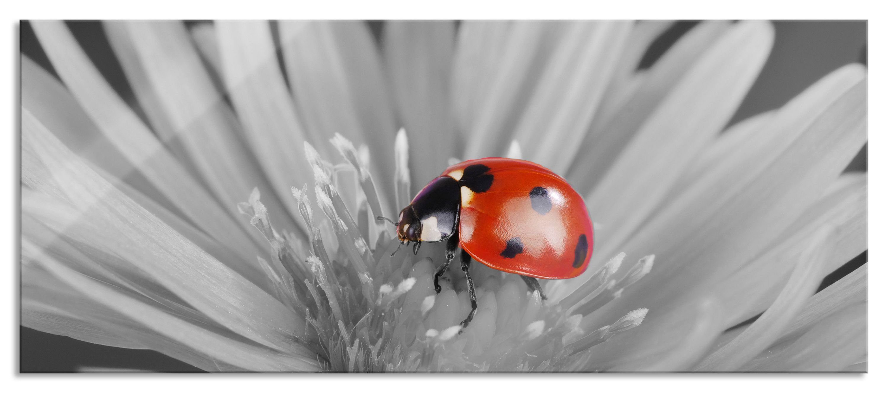 Pixxprint Glasbild Leuchtender Marienkäfer Auf Blüte Leuchtender