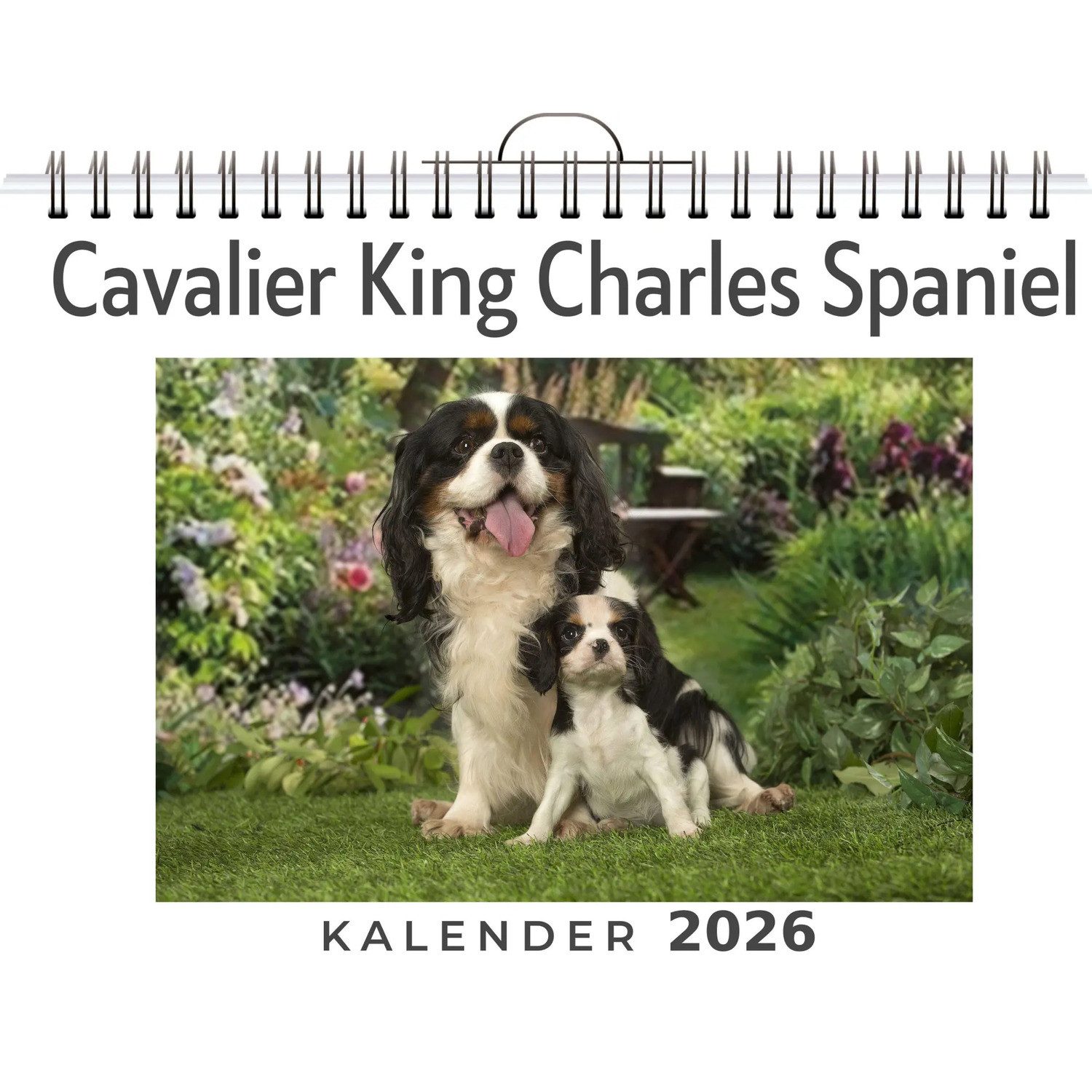 Wandkalender Cavalier King Charles Spaniel