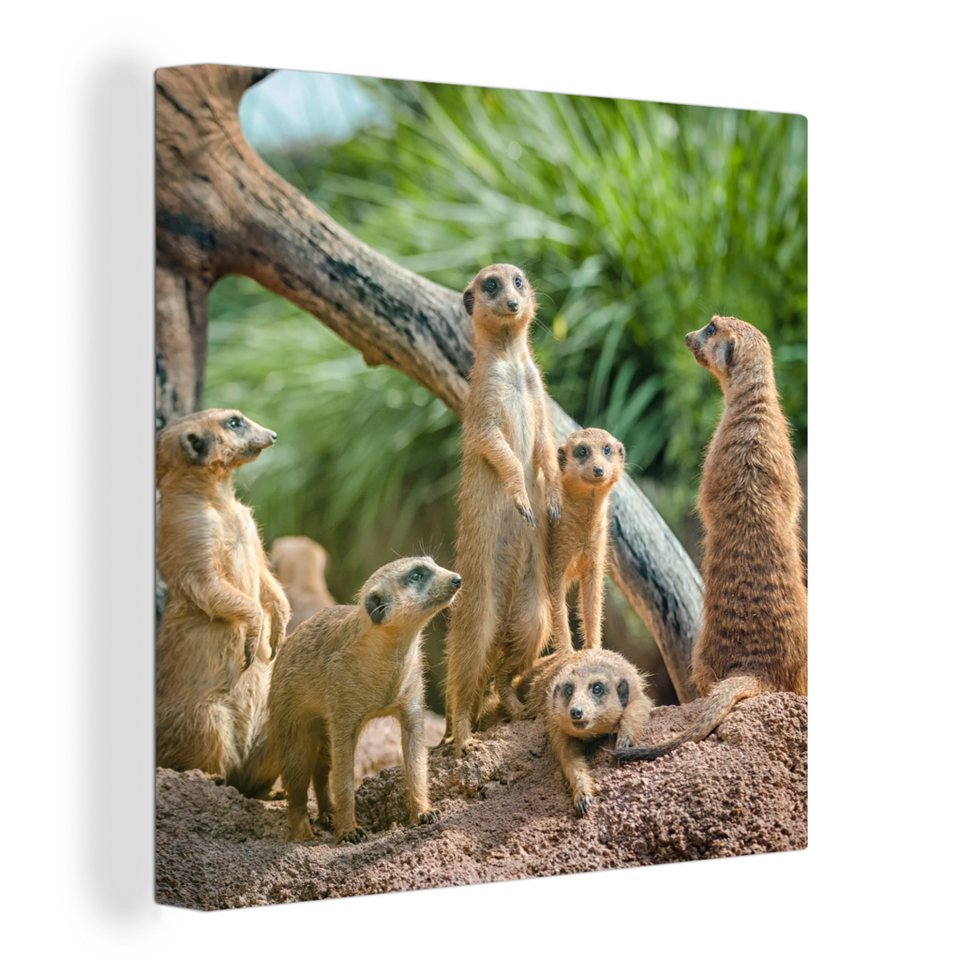 Onemillioncanvasses® Leinwandbild Erdmännchen Familie Tiere