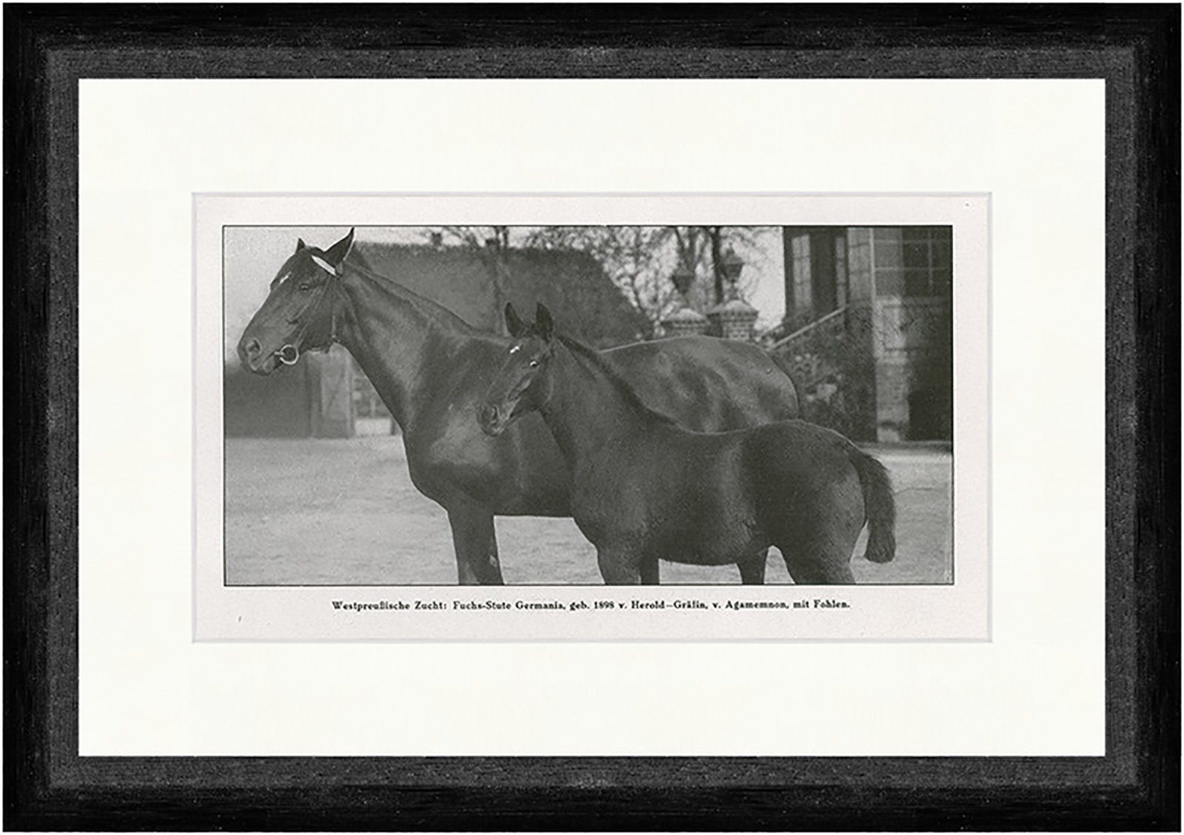 Kunstdruck Westpreußische Zucht: Fuchs-Stute Germania Pferde Tiere F_Vintage 0079, (1 St)