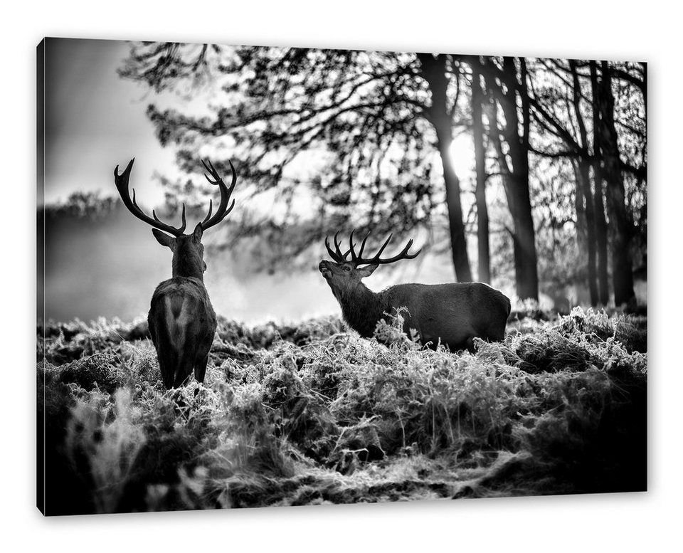 Pixxprint Leinwandbild Hirsch Rivalen Kämpfen Hirsch Rivalen Kämpfen